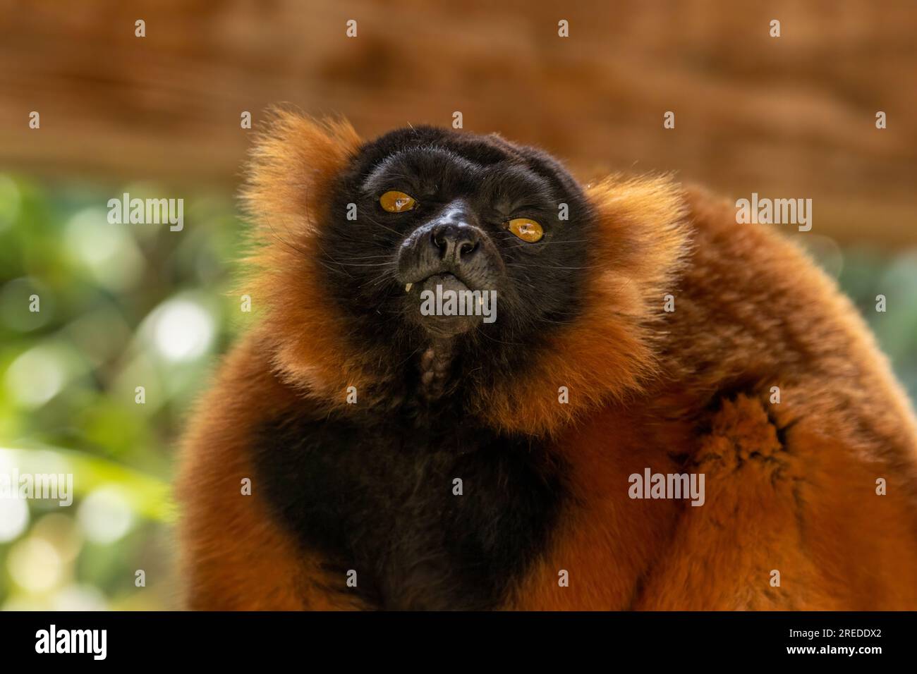 Red ruffed lemur in woodland in the sunshine Stock Photo - Alamy