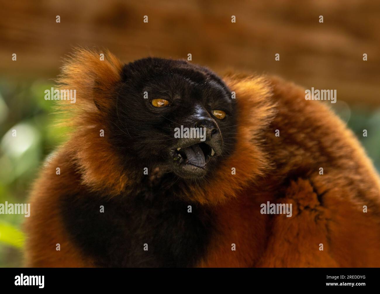 Red ruffed lemur in woodland in the sunshine Stock Photo - Alamy