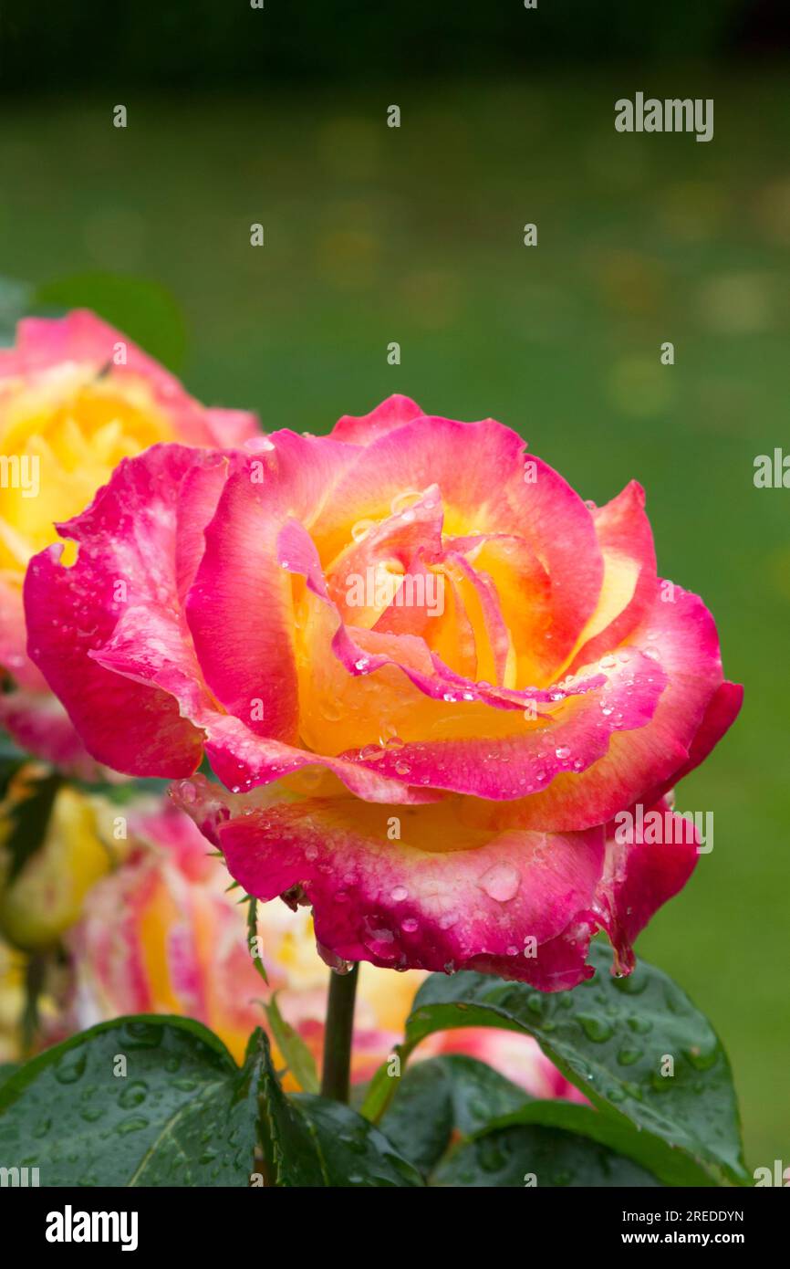 Mature rose flower Stock Photo - Alamy