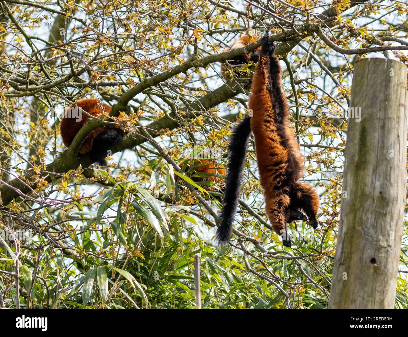Red ruffed lemur in woodland in the sunshine Stock Photo - Alamy