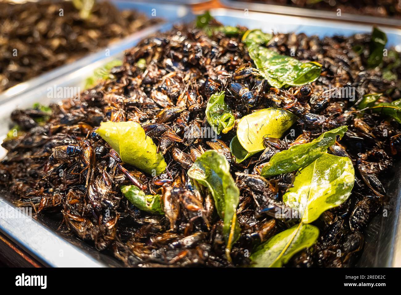 Fried insects locust, , , pupa street food on a vendor stall, Chinatown ...
