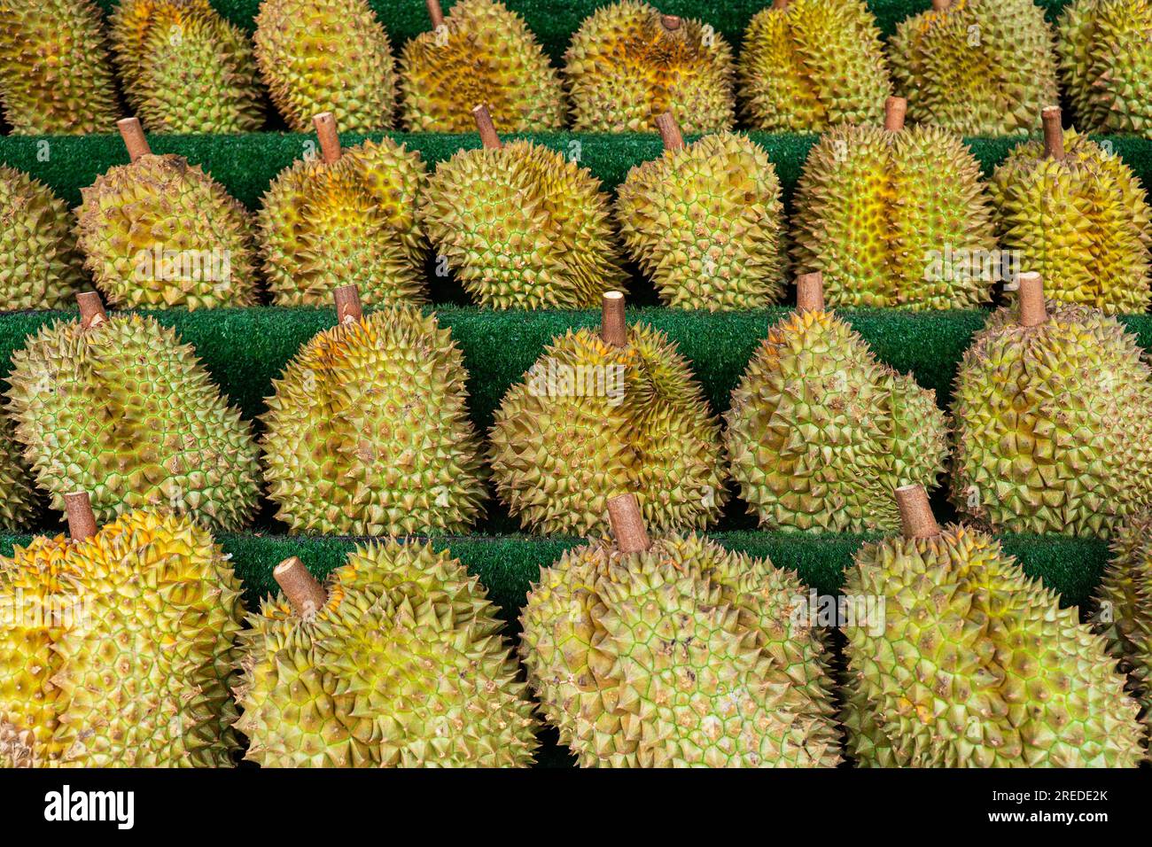 Group of fresh durians in the durian market. durian on the counter in ...