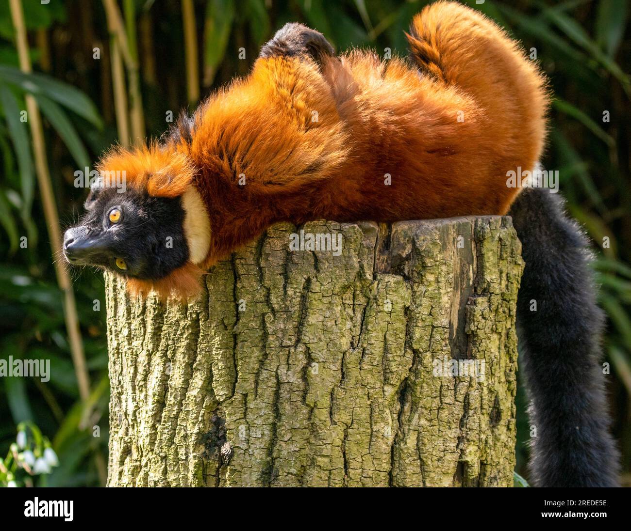 Red ruffed lemur in woodland in the sunshine Stock Photo - Alamy