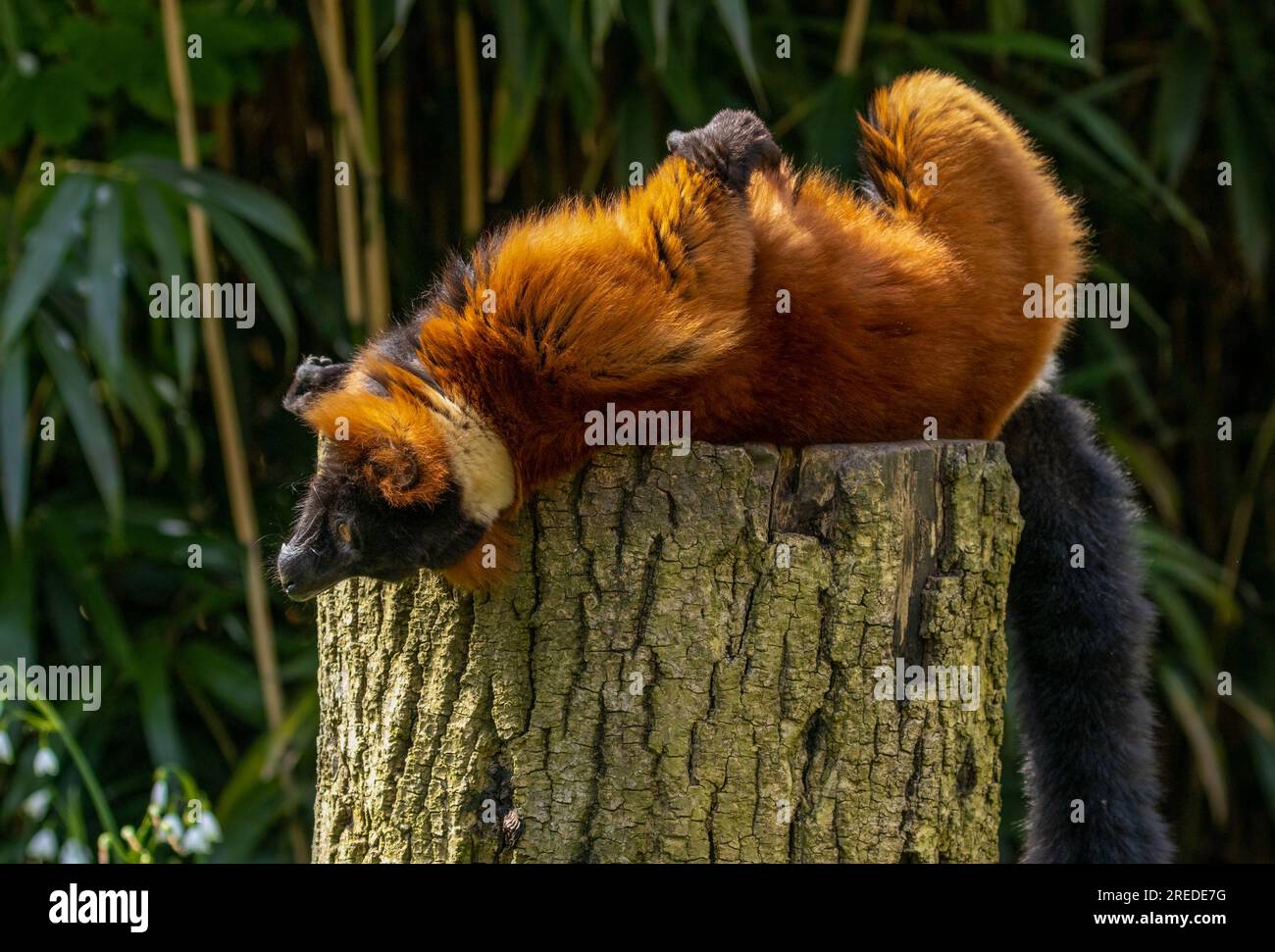 Red ruffed lemur in woodland in the sunshine Stock Photo - Alamy