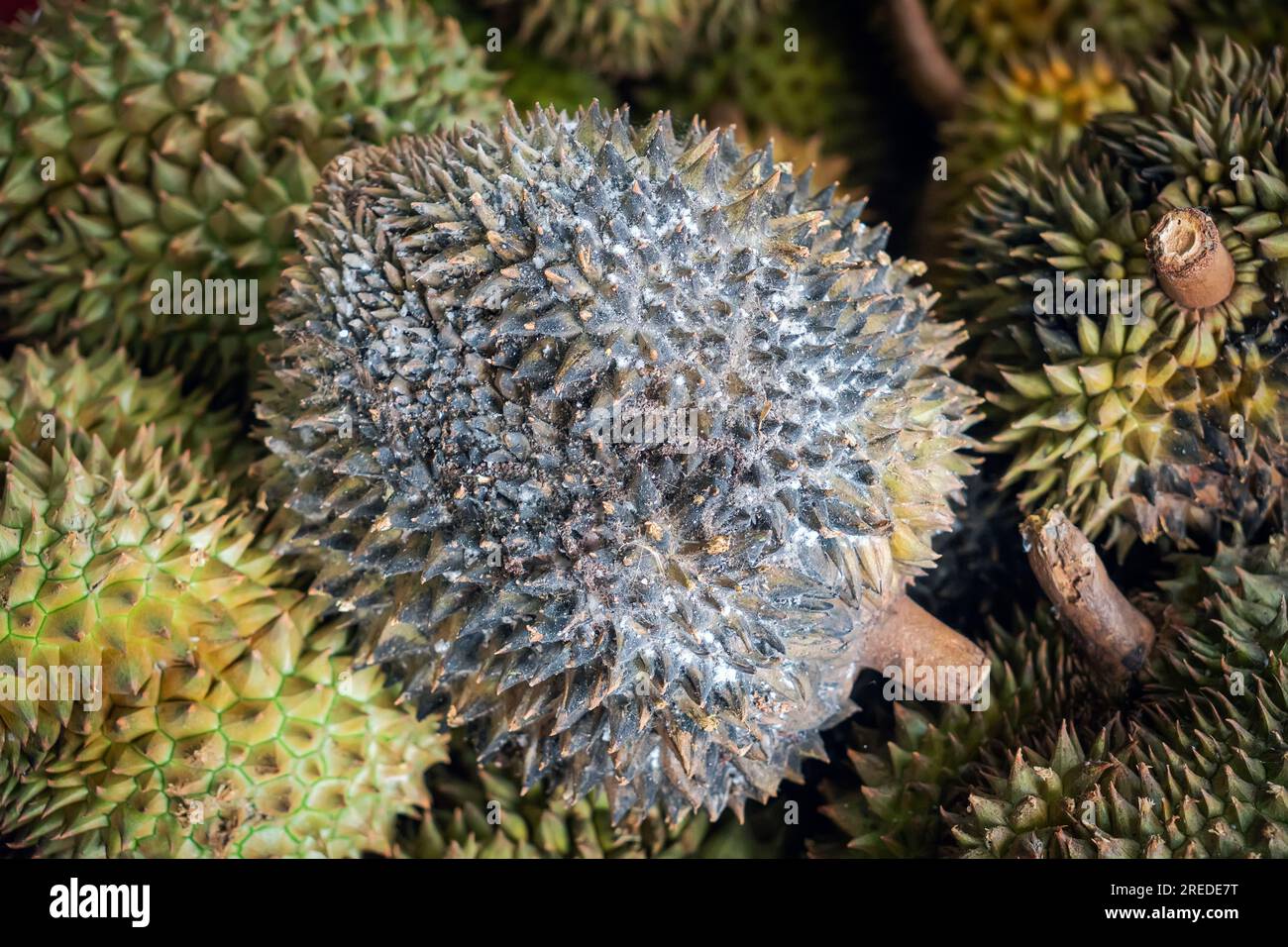 Rind durian hi-res stock photography and images - Alamy