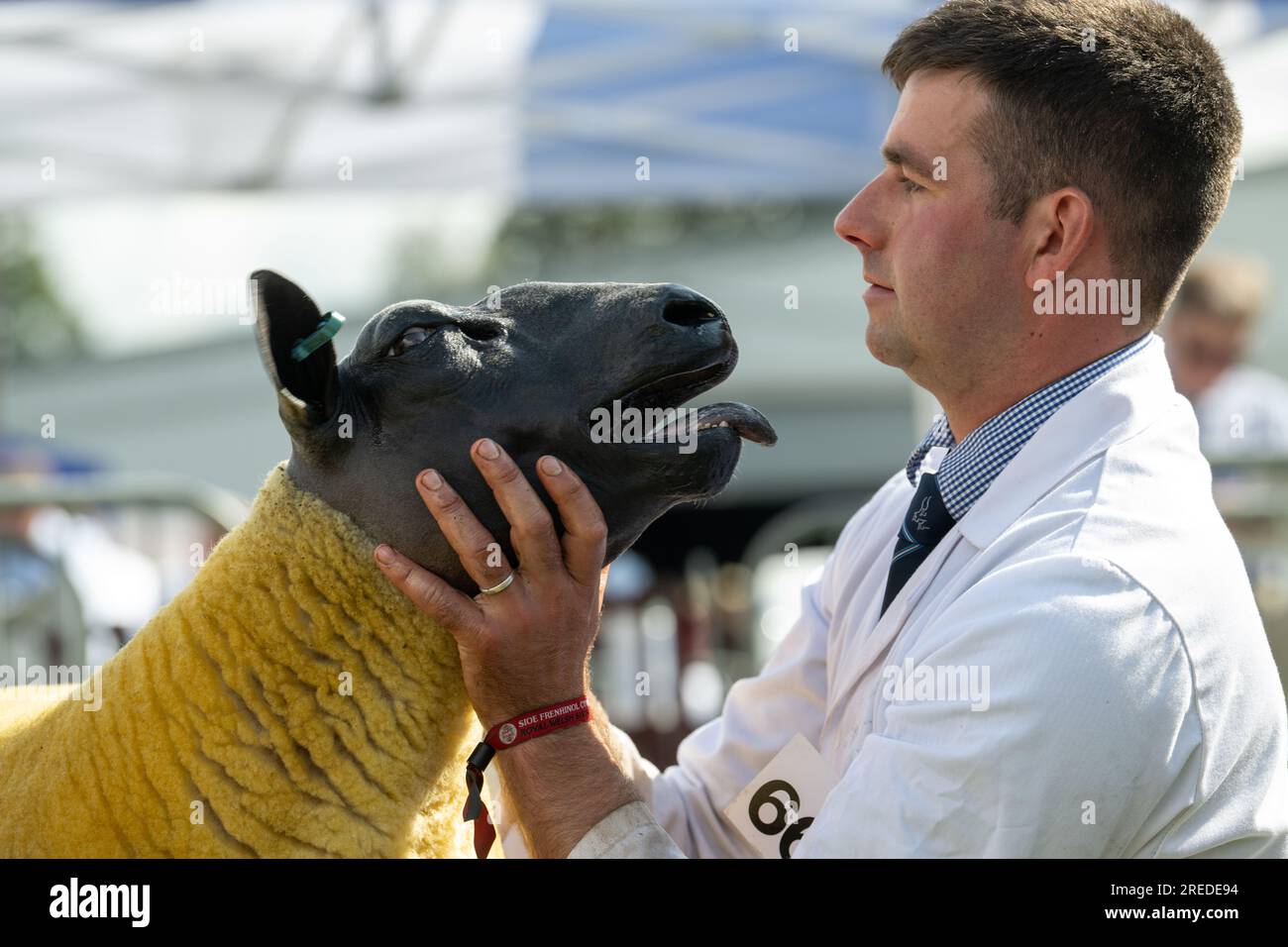 Showing sheep at the Royal Welsh Show in Bulith Wells, 2023 Stock Photo ...