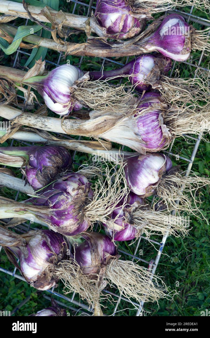 Purple and white garlic after harvest Stock Photo - Alamy Purple and white garlic after harvest Stock Photo - Alamy