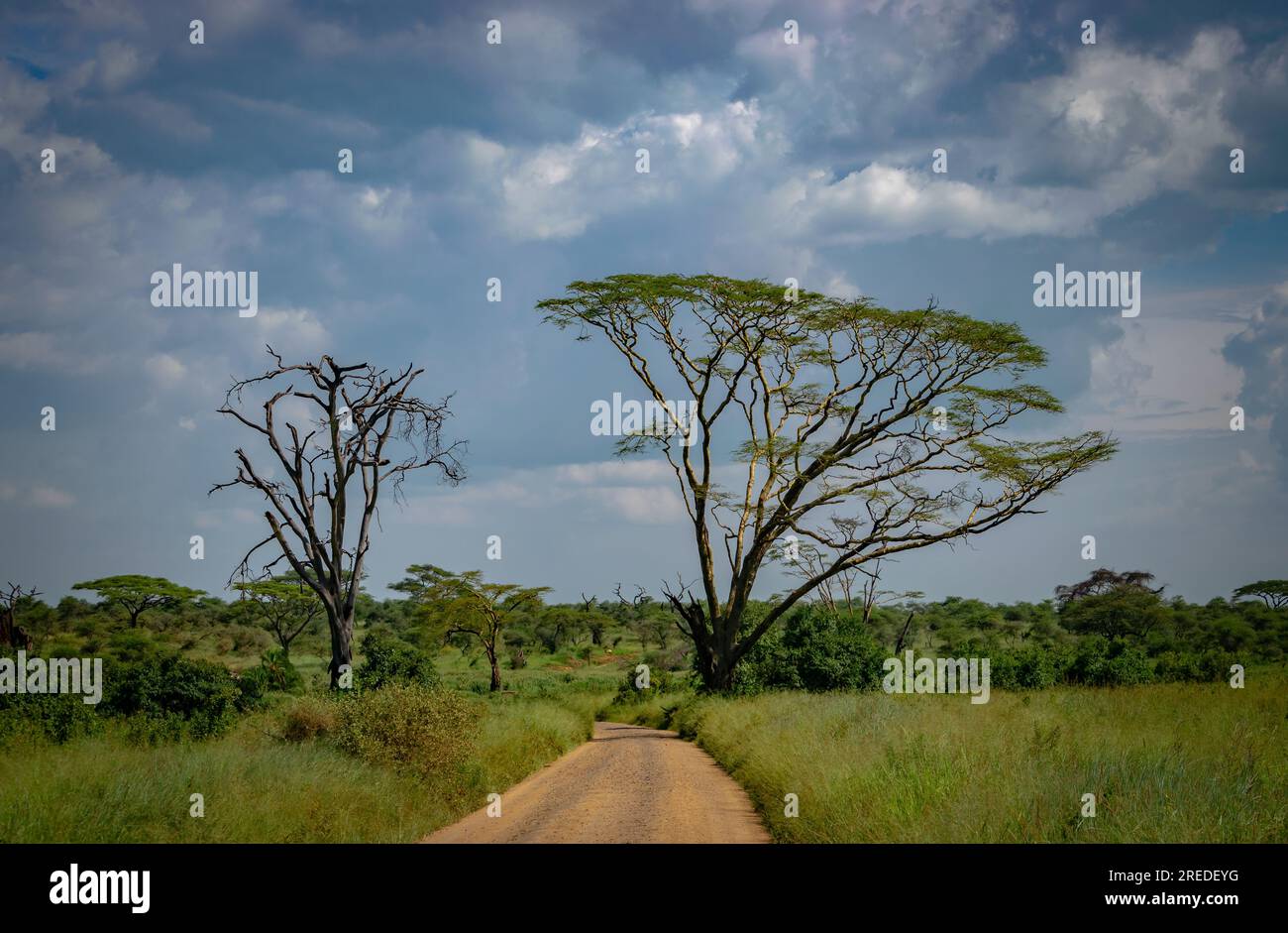 Kenya Safari Landscape