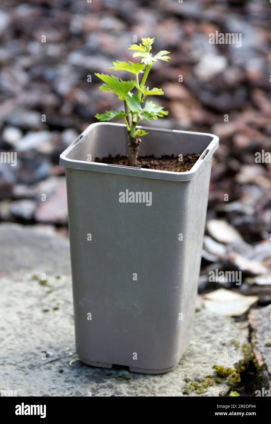 Sprouting cuttings hi-res stock photography and images - Alamy