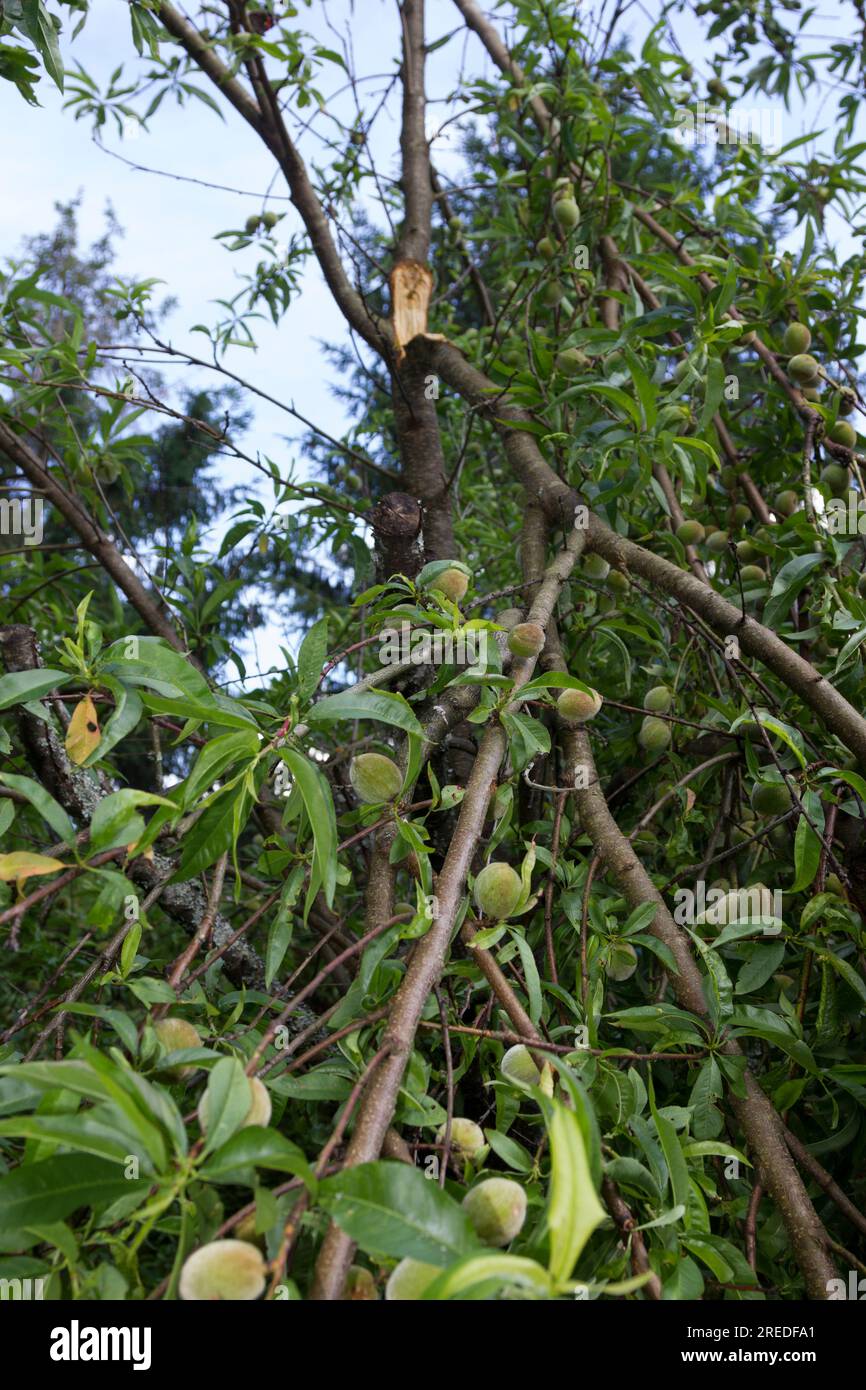 Peach tree hi-res stock photography and images - Alamy