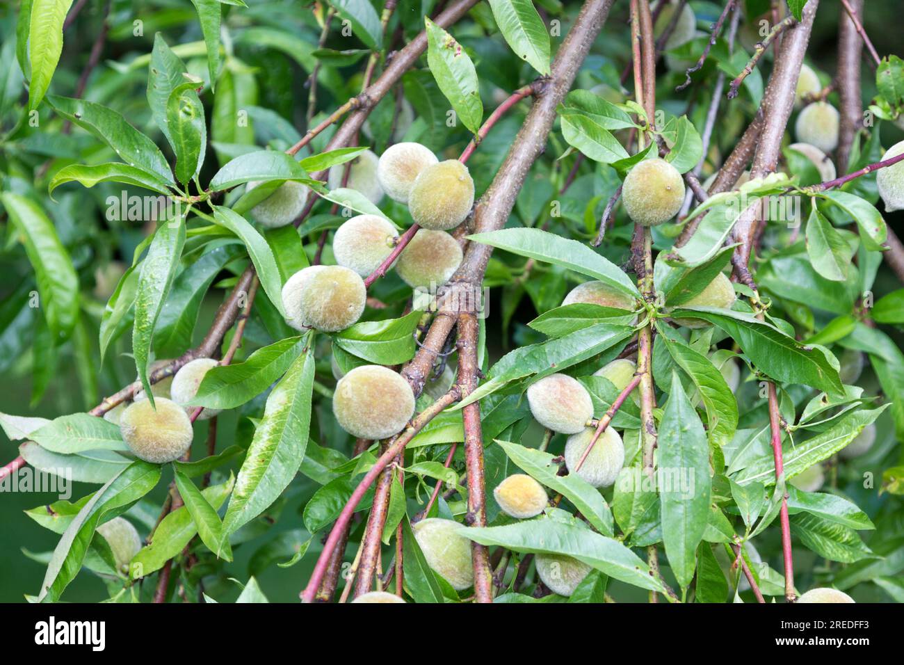 Young peach tree hi-res stock photography and images - Alamy