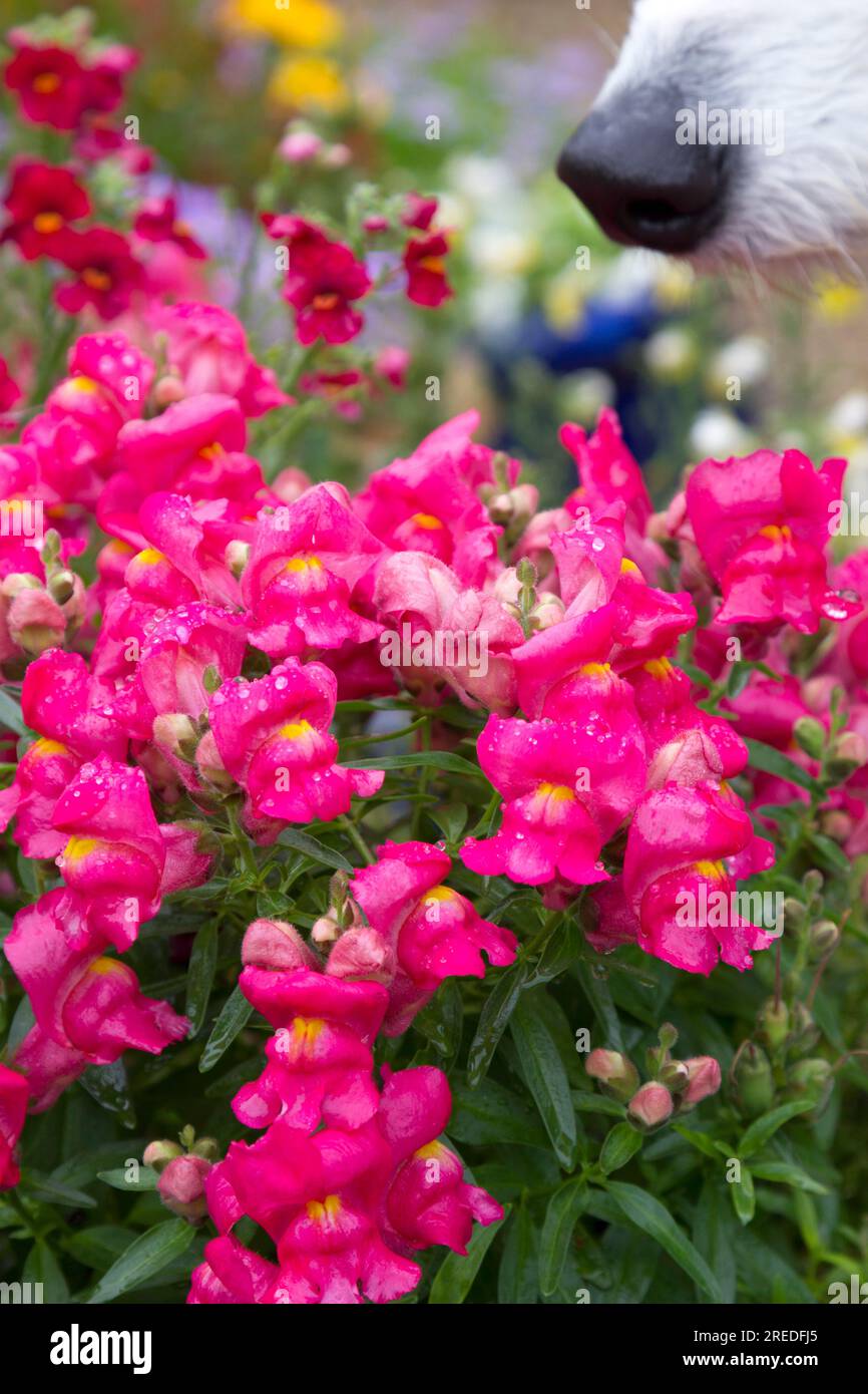 Pets with flowers hi-res stock photography and images - Alamy