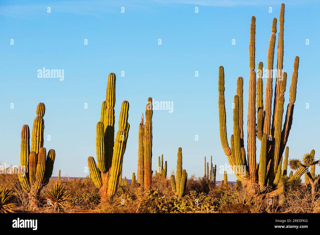Cactus fields in Mexico, Baja California Stock Photo - Alamy