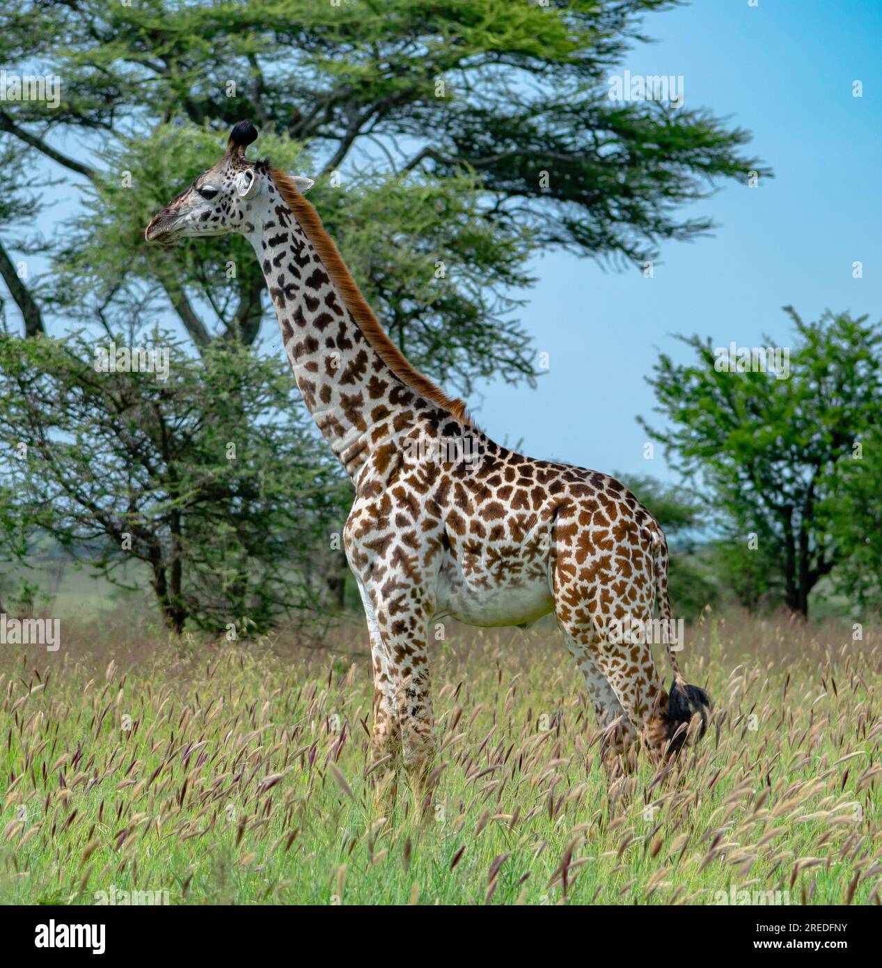 a giraffe standing in a grass field in serengati Stock Photo - Alamy