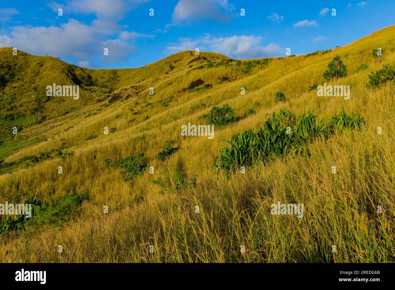 The top of Nacula island vegetation, Yasawa Islands, Fiji, South ...