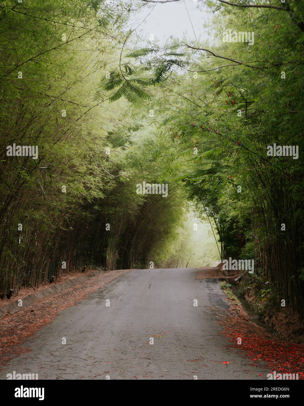 An empty pathway surrounded by trees Stock Photo - Alamy