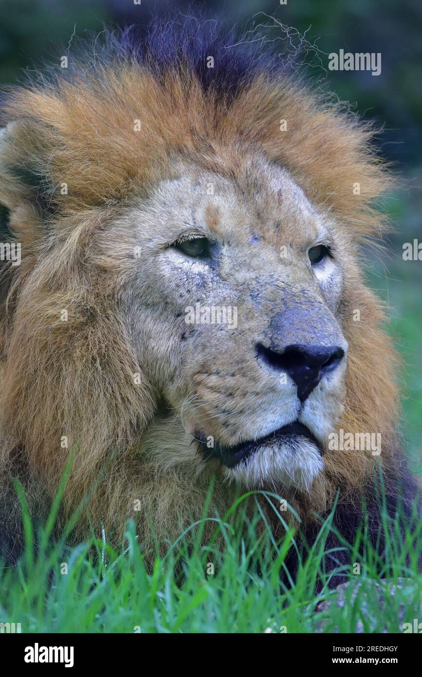 LION LOOK WITH EYES AND NOSE Stock Photo - Alamy