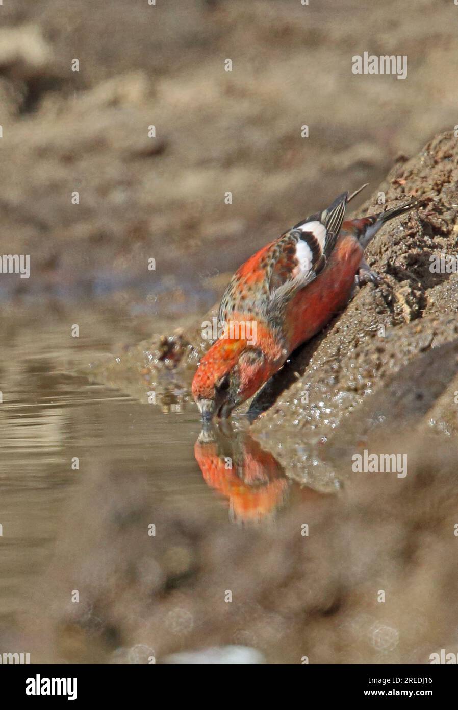 Two-barred Crossbill (Loxia leucoptera) second calander year male at ...