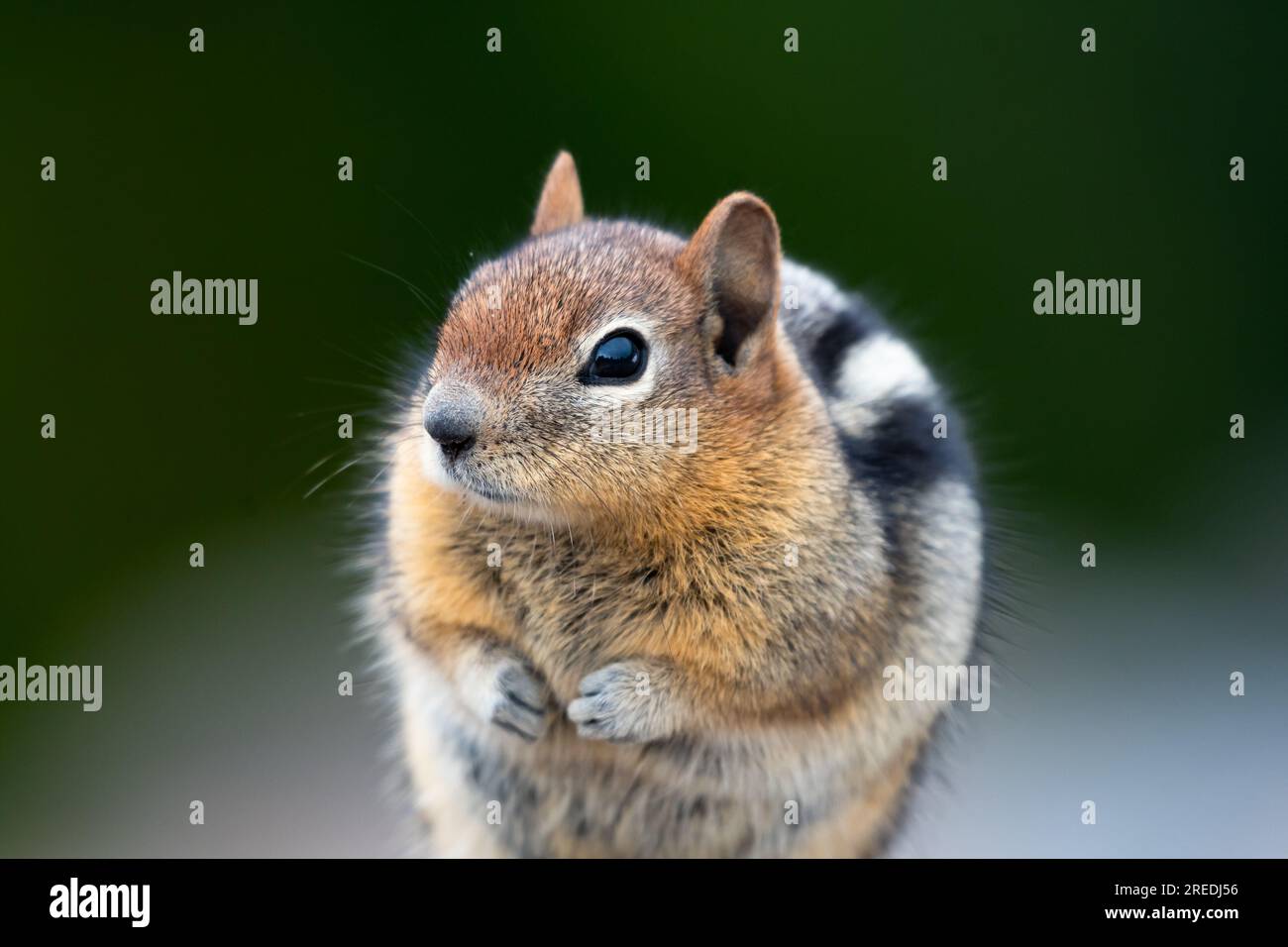 Closeup of a Golden-mantled Ground Squirrel begging for food with dark ...
