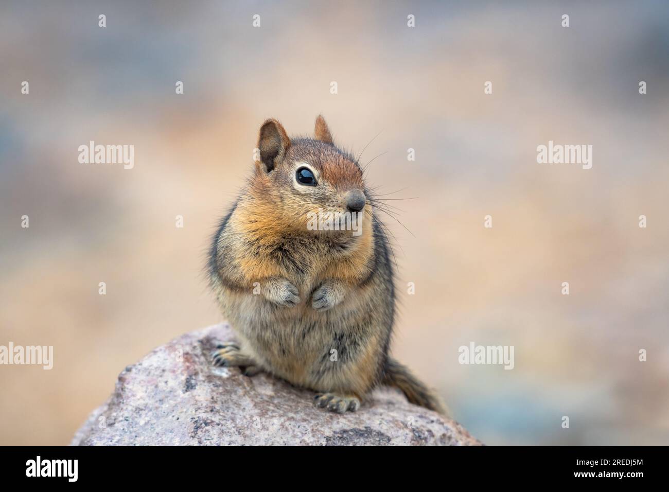 Cute ground squirrel sitting on a rock with pastel colored background ...