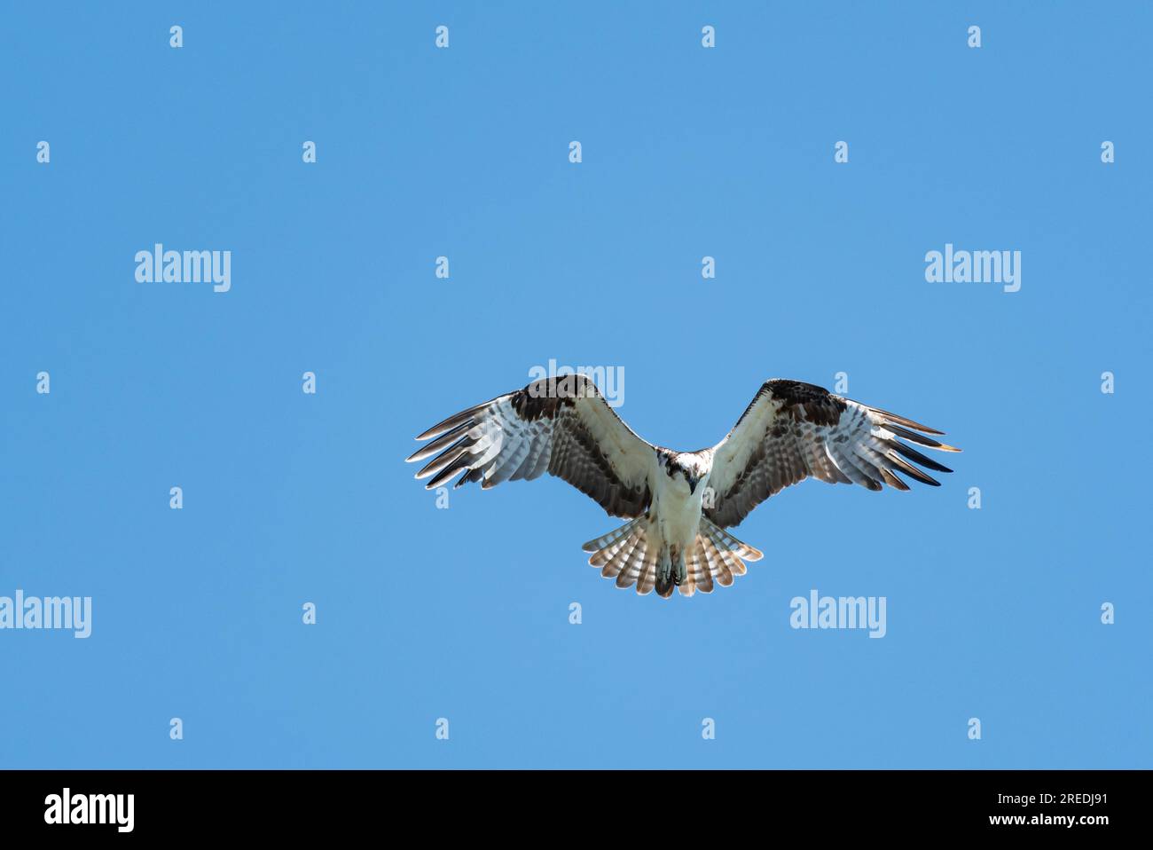 Osprey with wings spread and tail feathers flared flapping and hovering ...