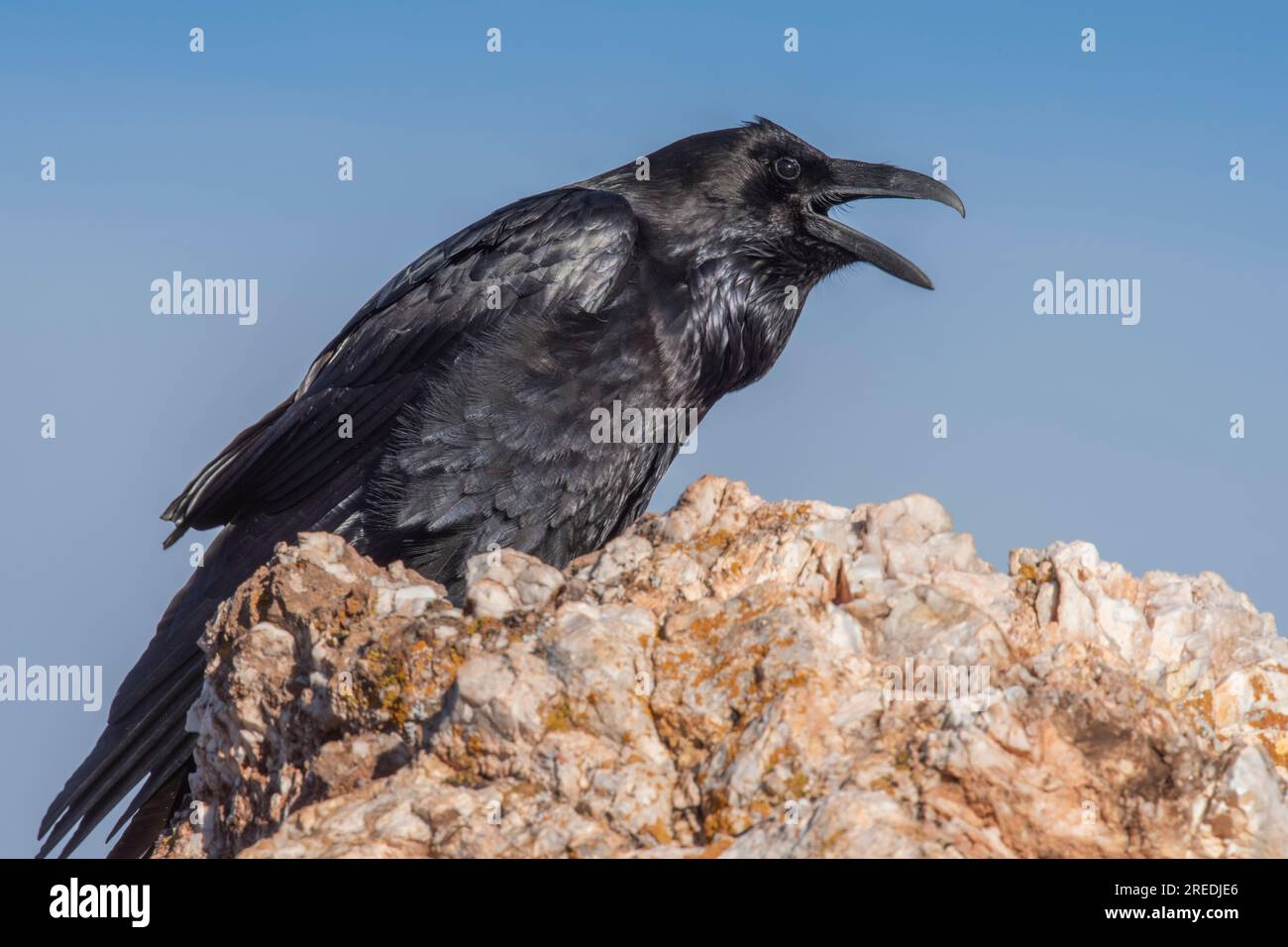 Raven on the Delicate Arch Overview Trail, Arches National Park, Utah ...