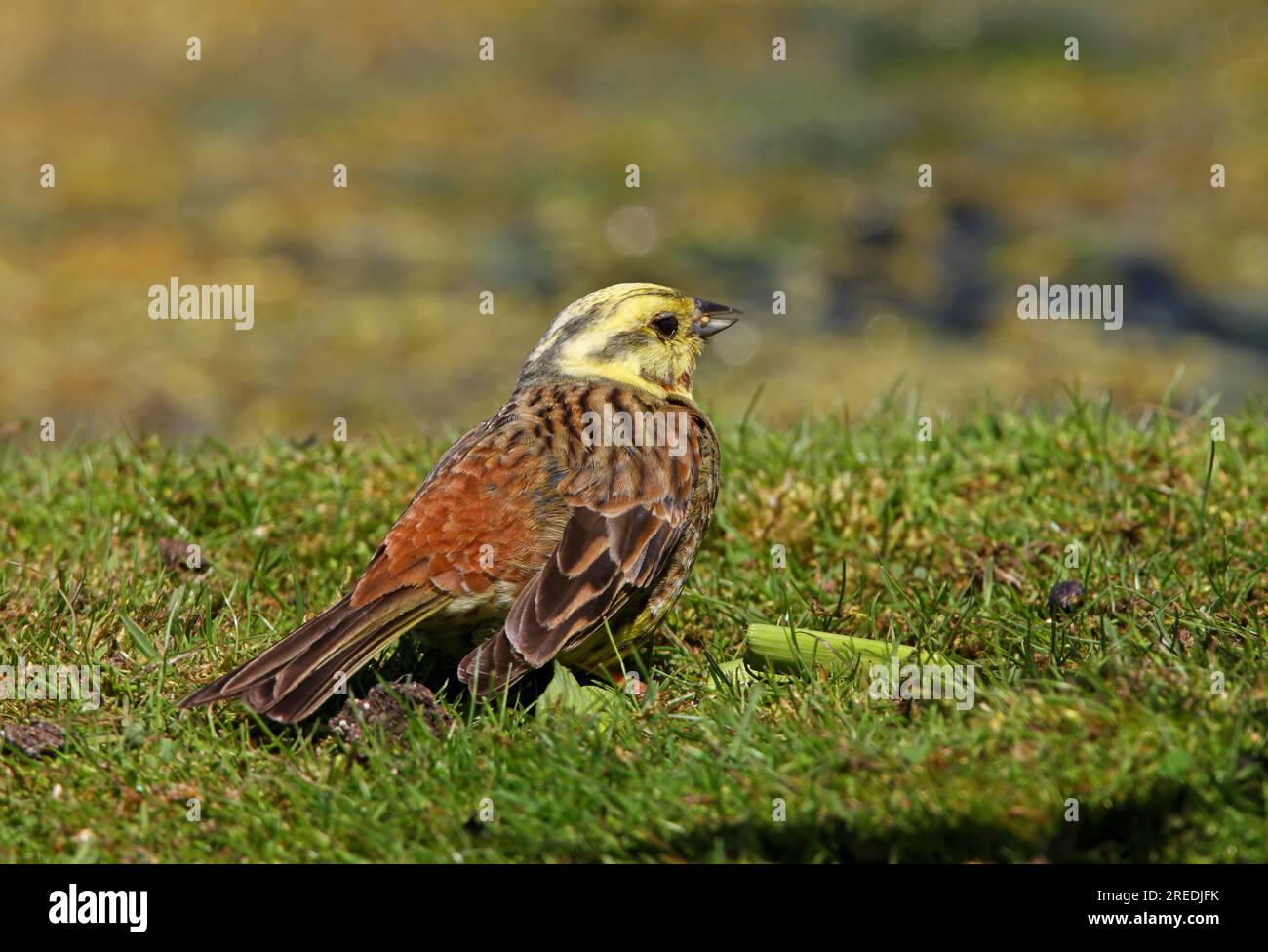 Yellowhammer (Emberiza citrinella) adult male on ground eating Eccles ...