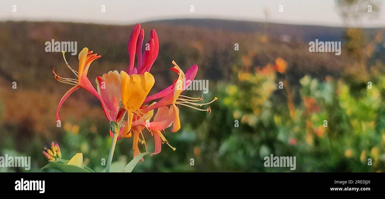 Close view of the Etruscan honeysuckle flower (lonicera etrusca Stock ...