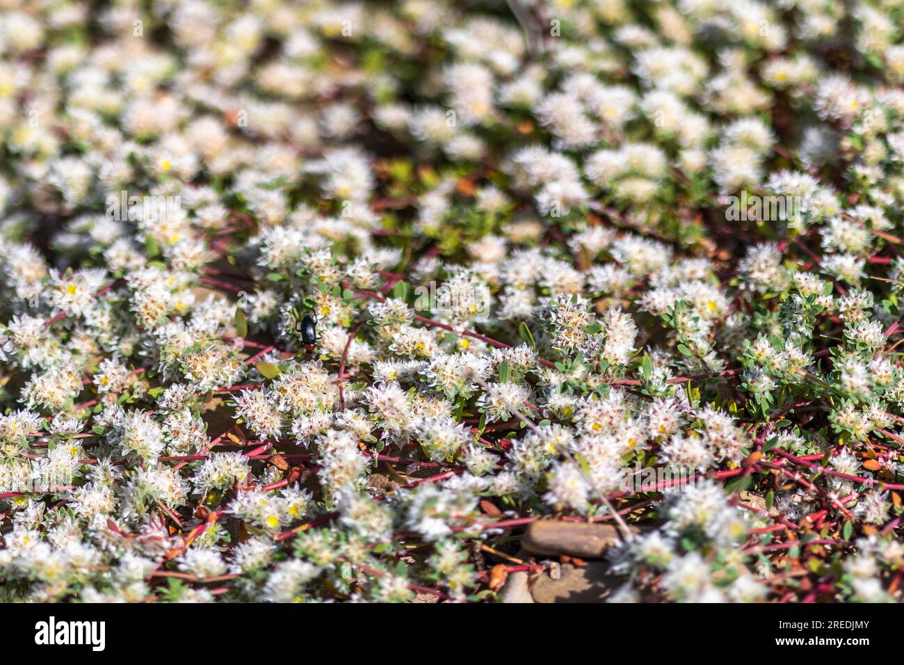 Close up of the native Algerian Tea (Paronychia argentea) flower Stock ...