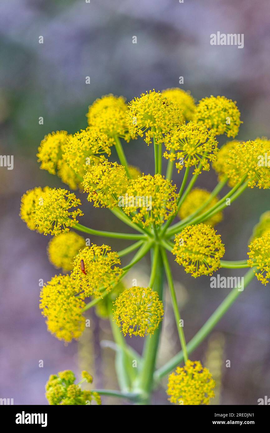 Close up view of the Thapsia villosa wildflower Stock Photo - Alamy