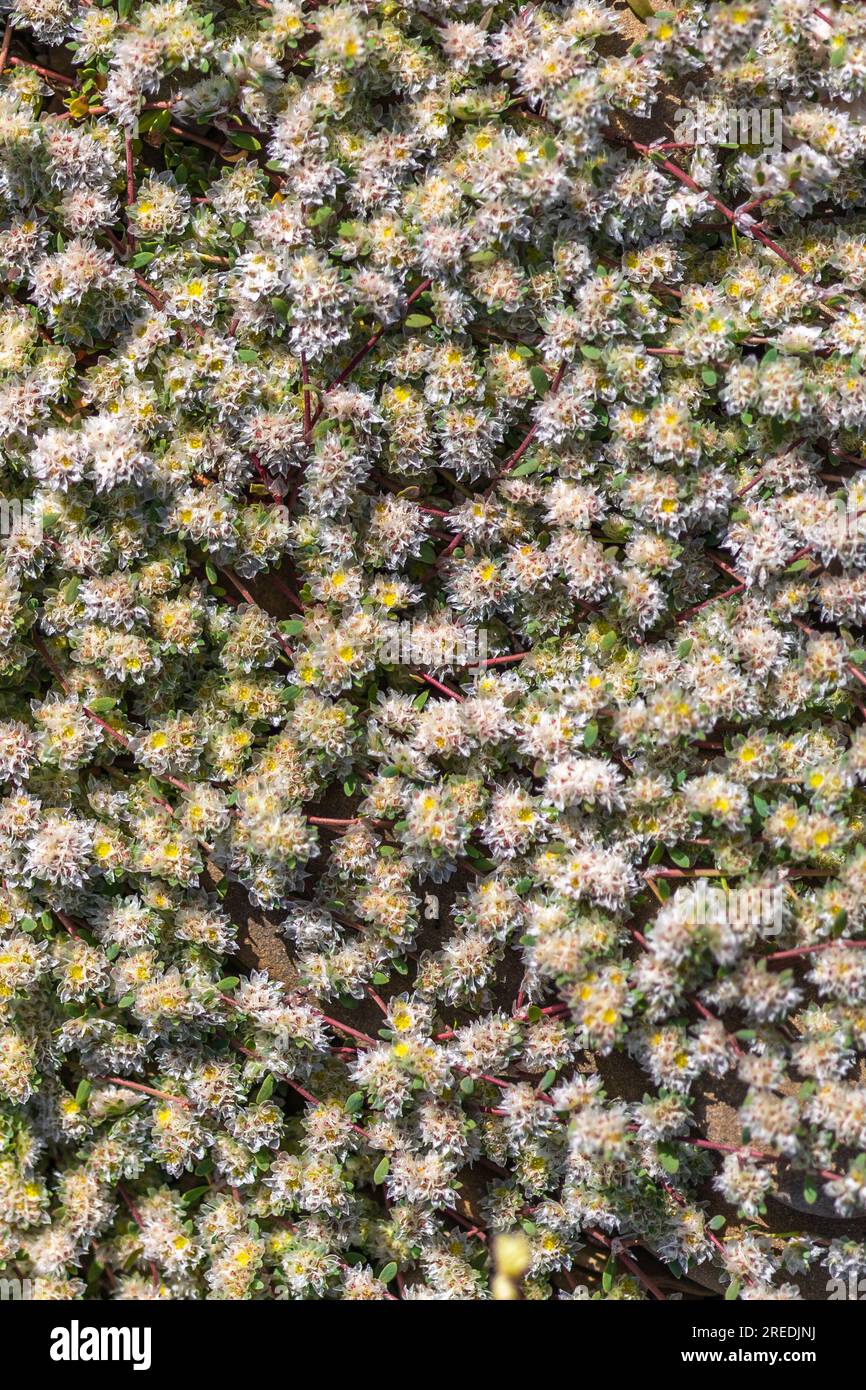 Close up of the native Algerian Tea (Paronychia argentea) flower Stock ...