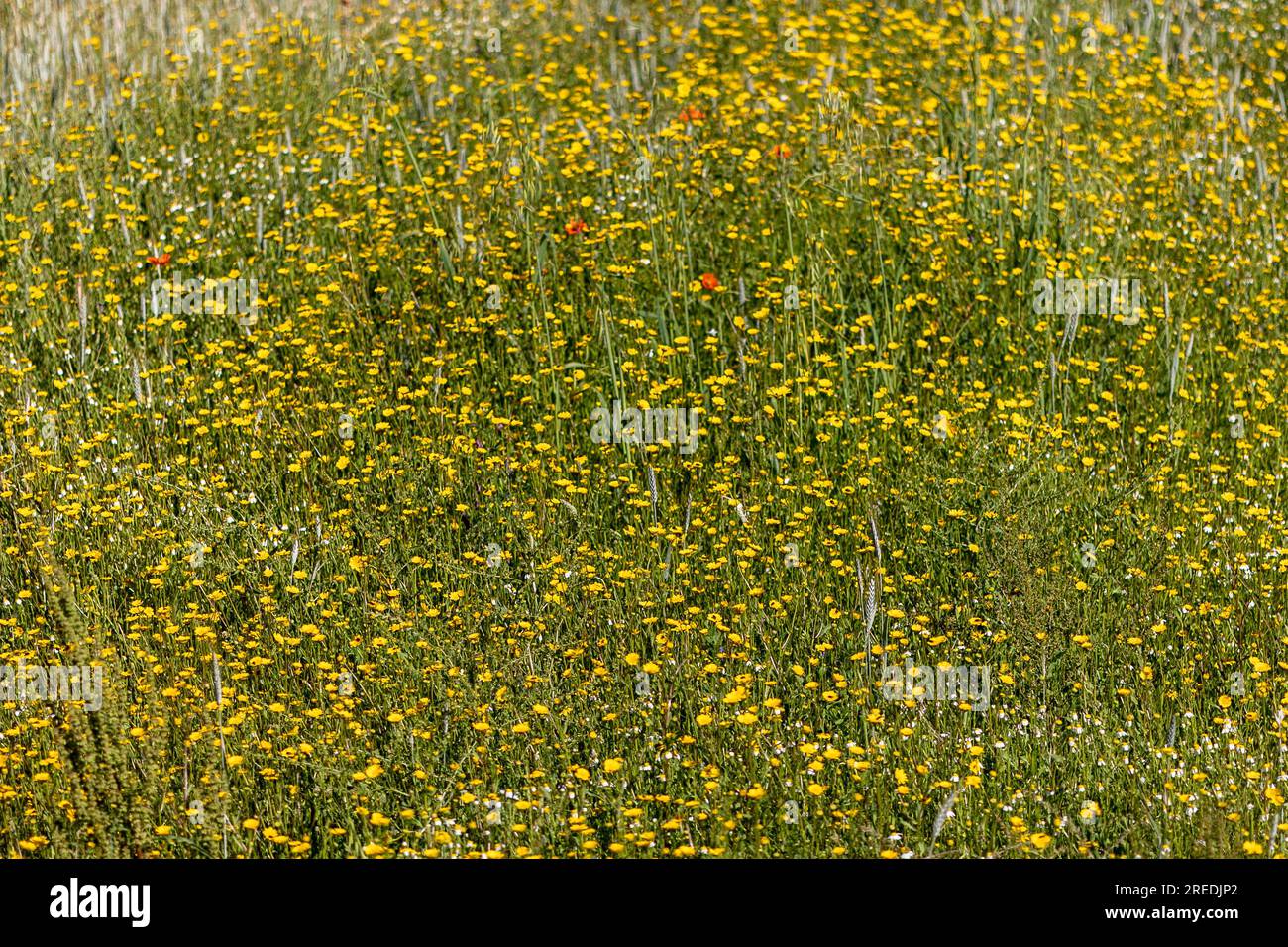 Beautiful patch of spring flowers blooming in the Algarve region ...