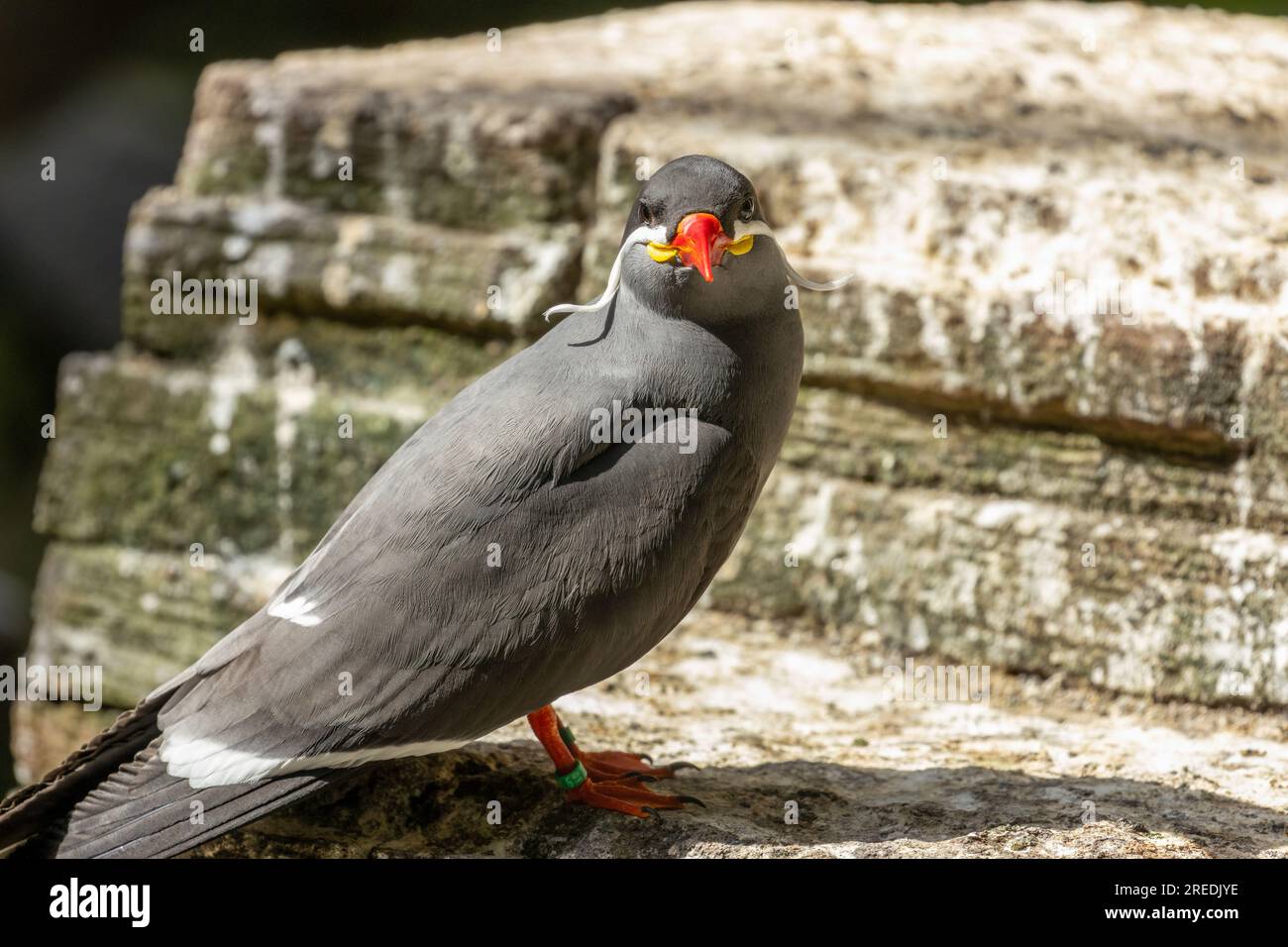 Inca tern, a beautiful bird with red beak and a white moustache Stock ...