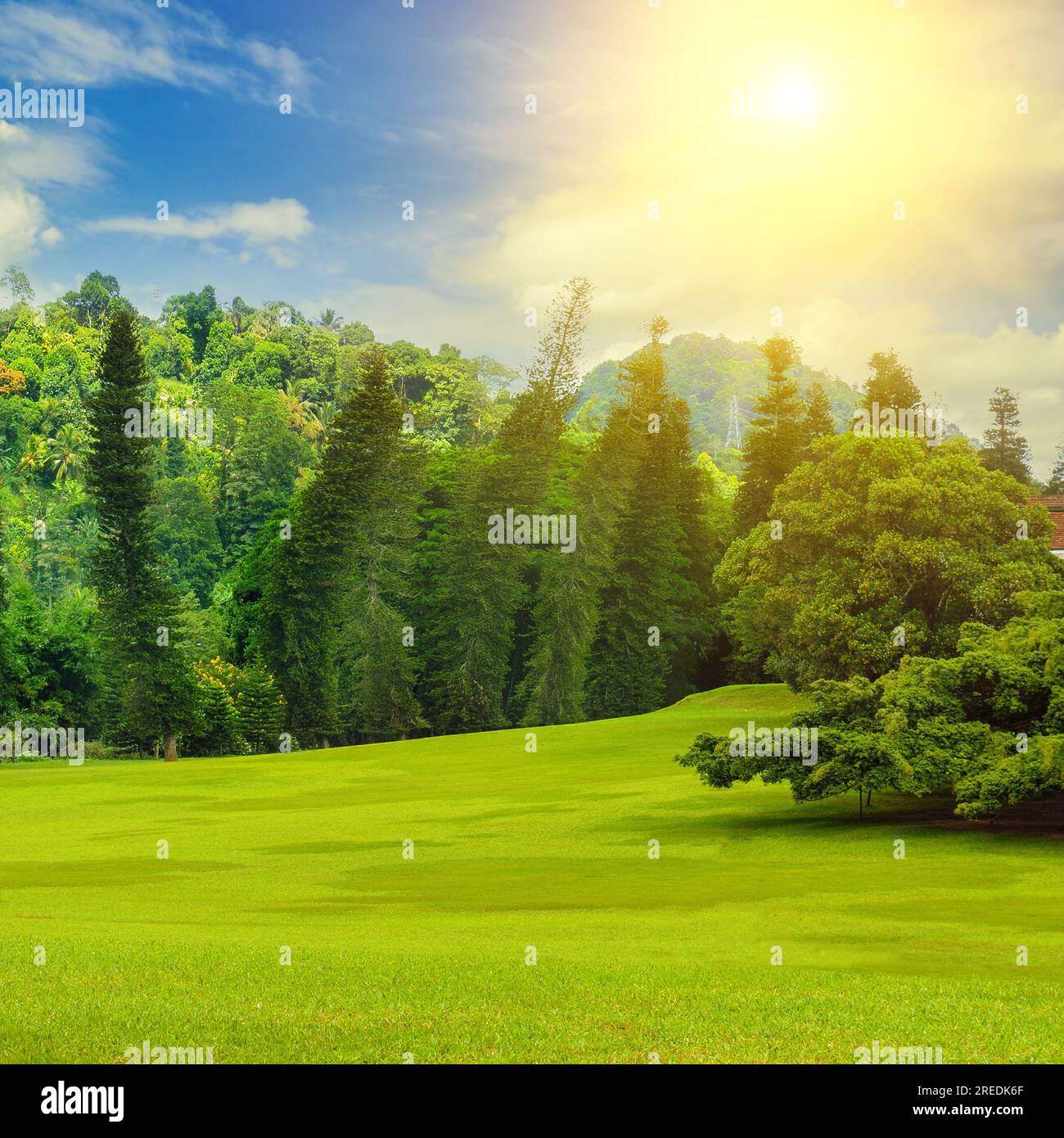 Summer park,hedge, green meadow and blue sky. A bright sunny day Stock ...