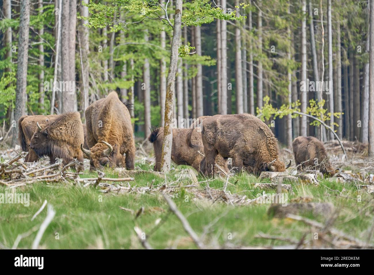 wild living European wood Bison, also Wisent or Bison Bonasus, is a ...