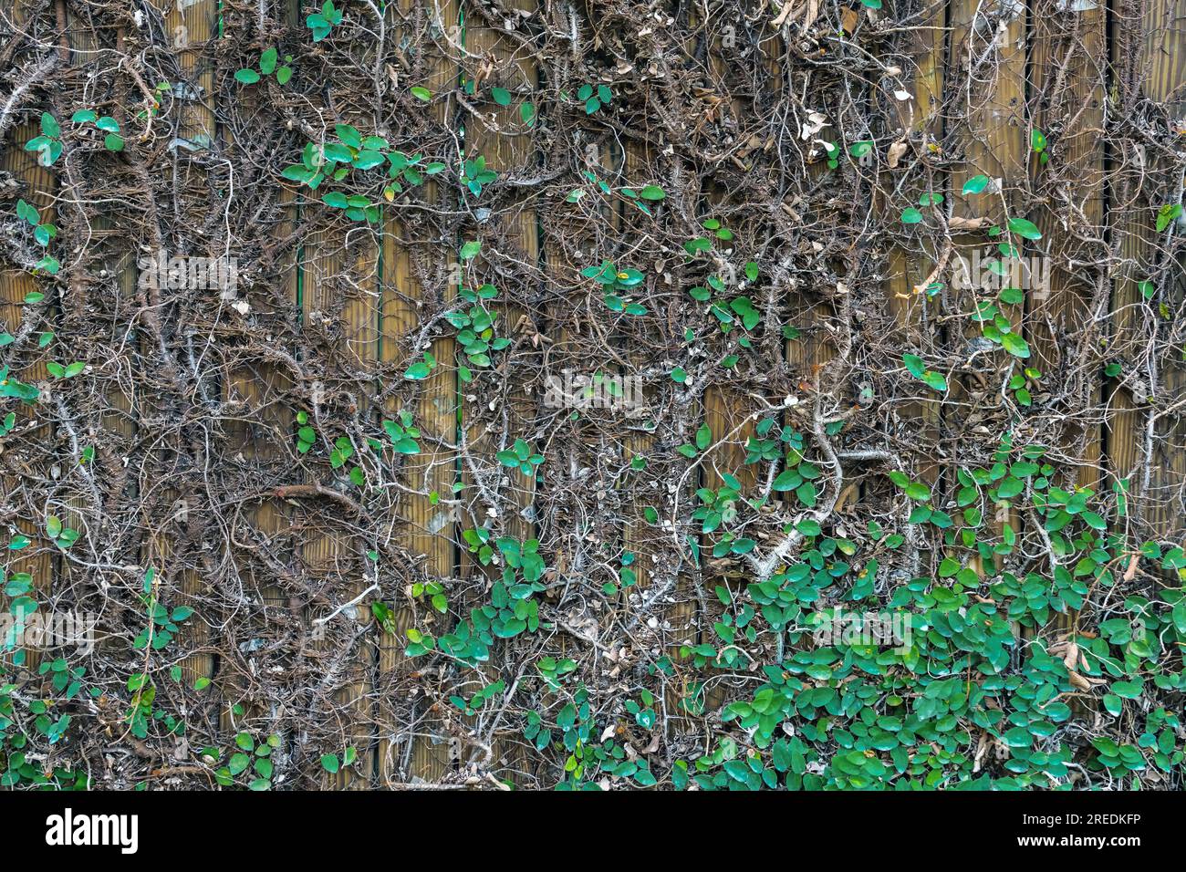 Climbing fig or Creeping fig (Ficus Pumila) the ivy plants are creeping ...