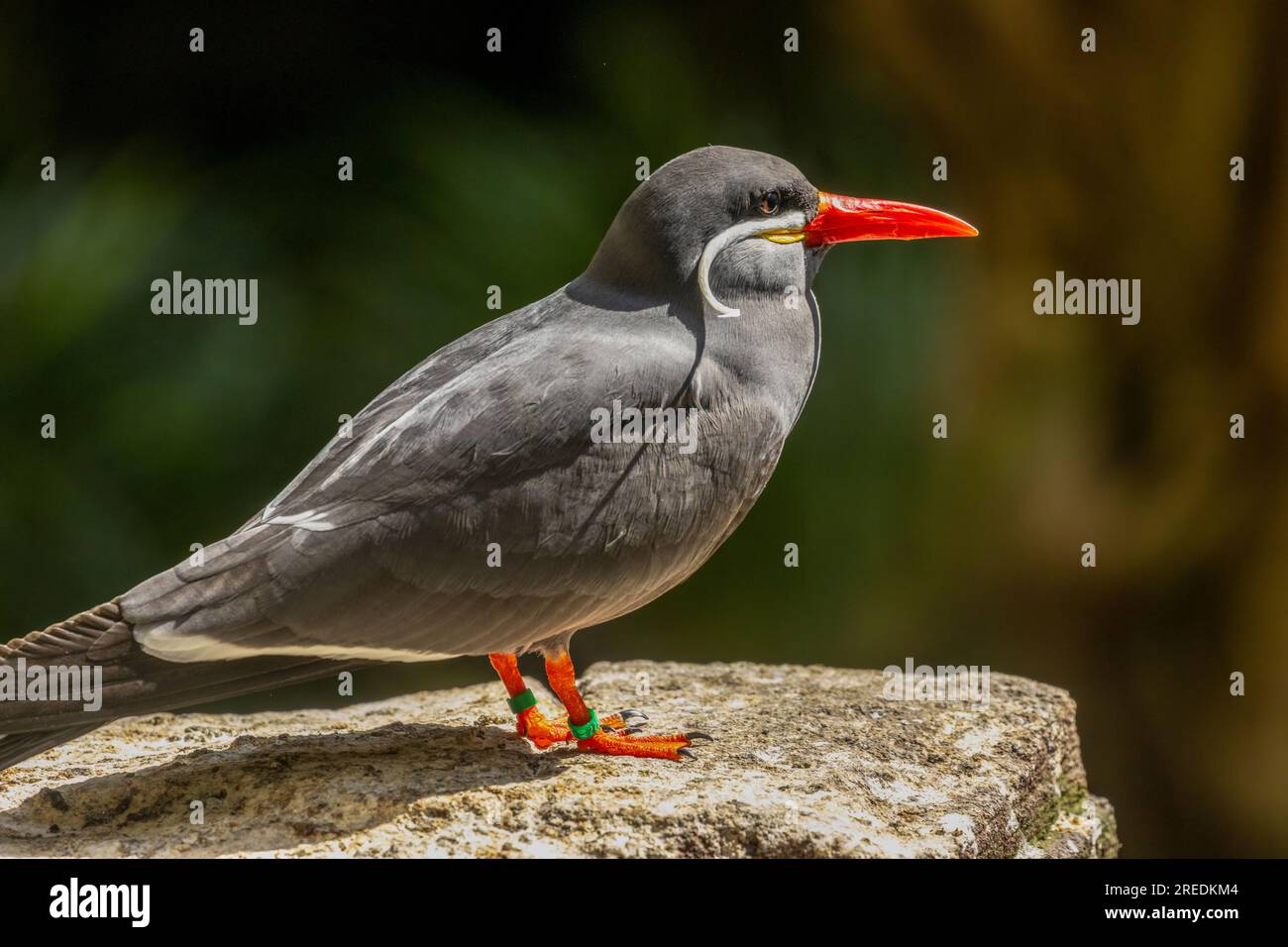 Bird with red beak hi-res stock photography and images - Alamy