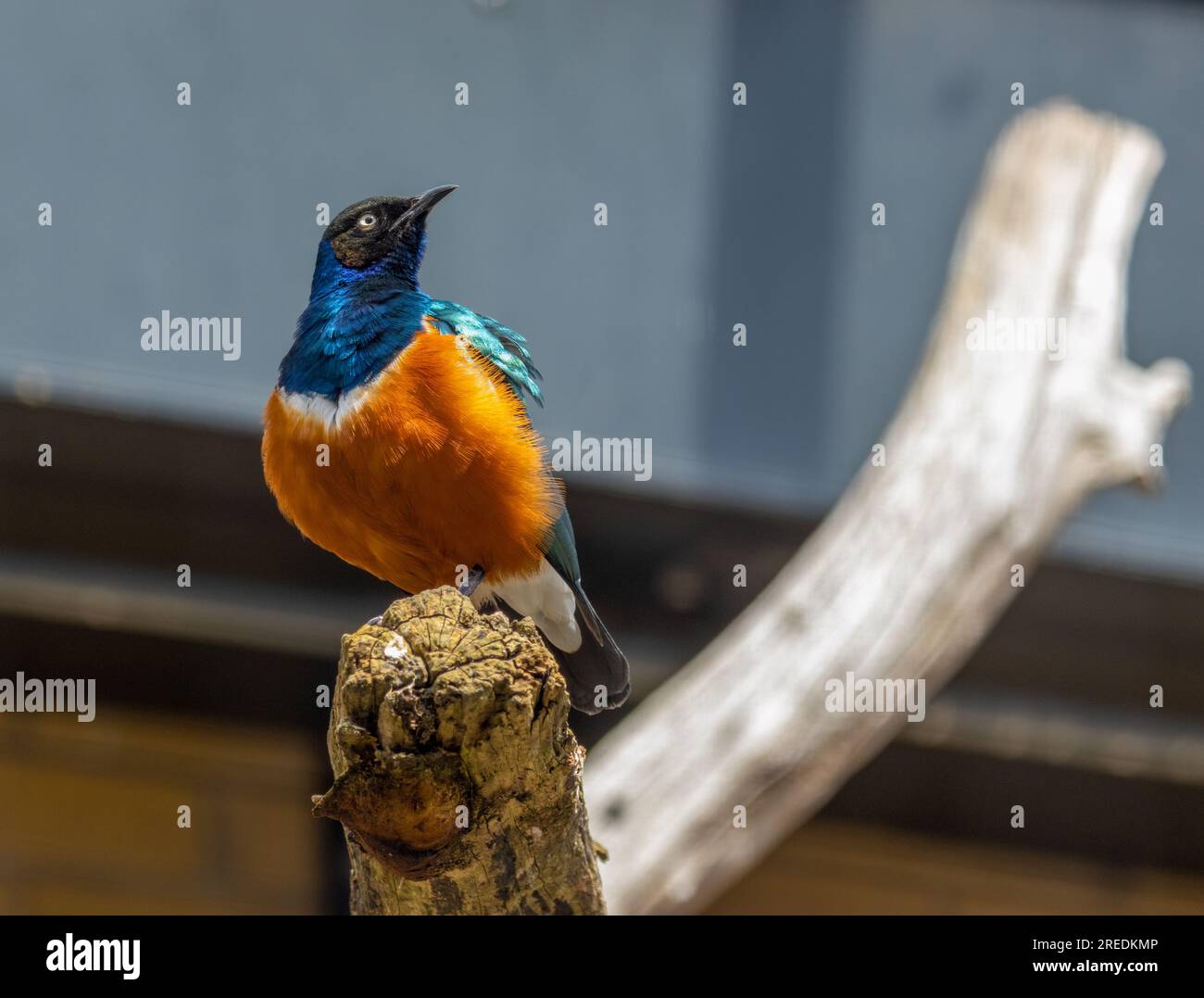 Brightly coloured bird hi-res stock photography and images - Alamy