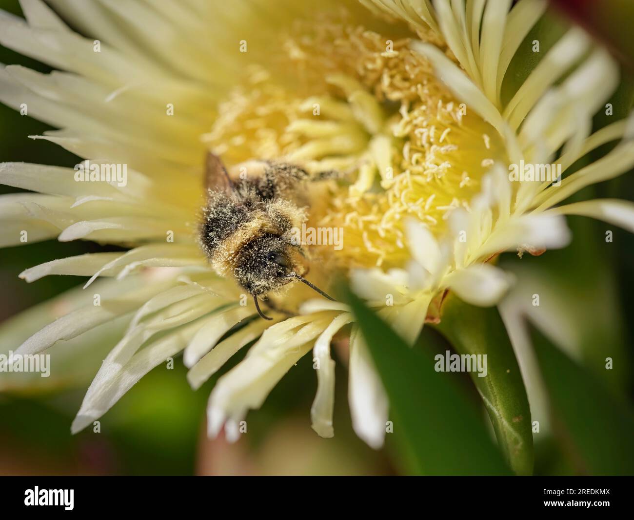 Bee leaving flower hi-res stock photography and images - Alamy