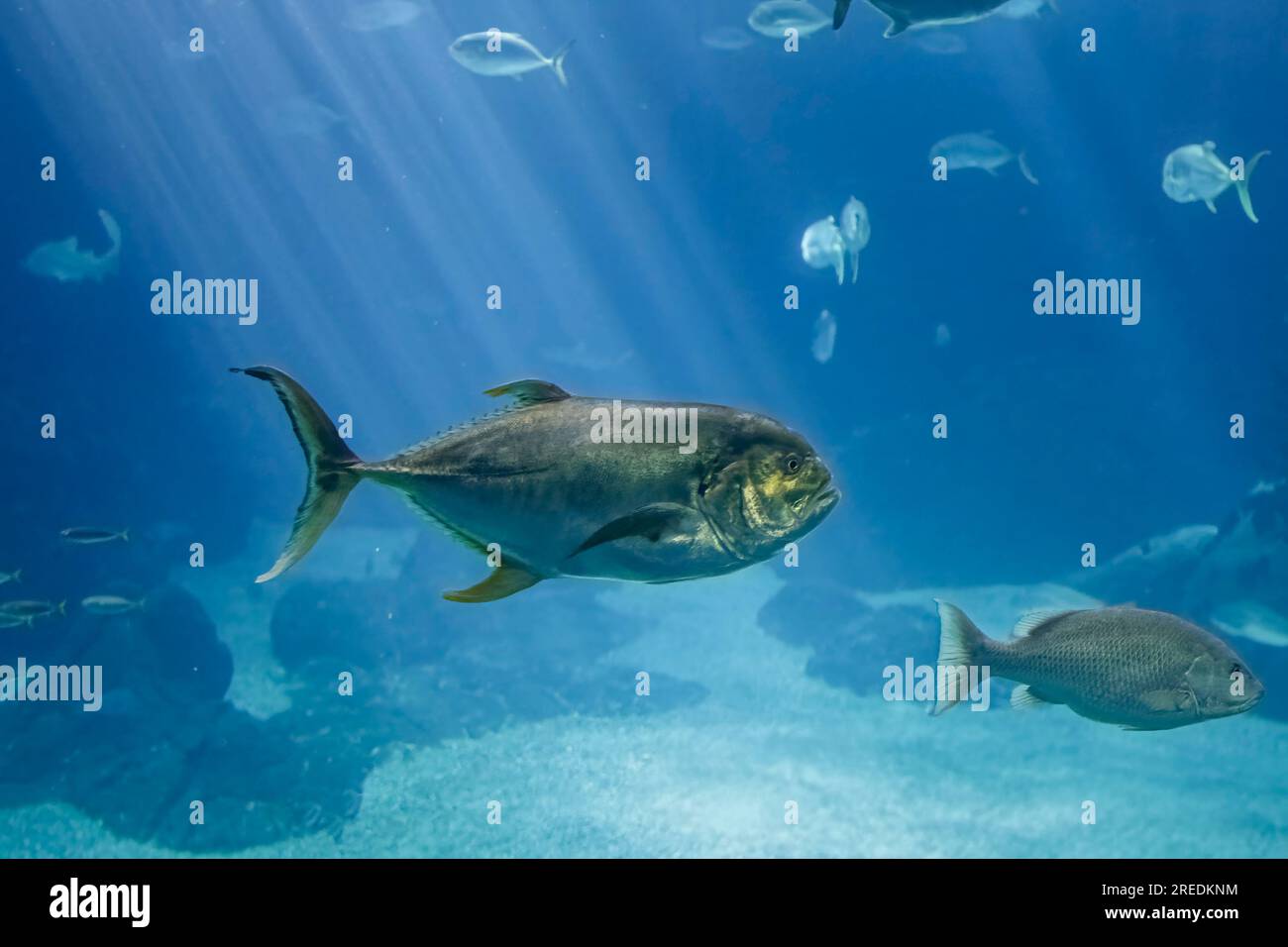 Xareu fish hi-res stock photography and images - Alamy