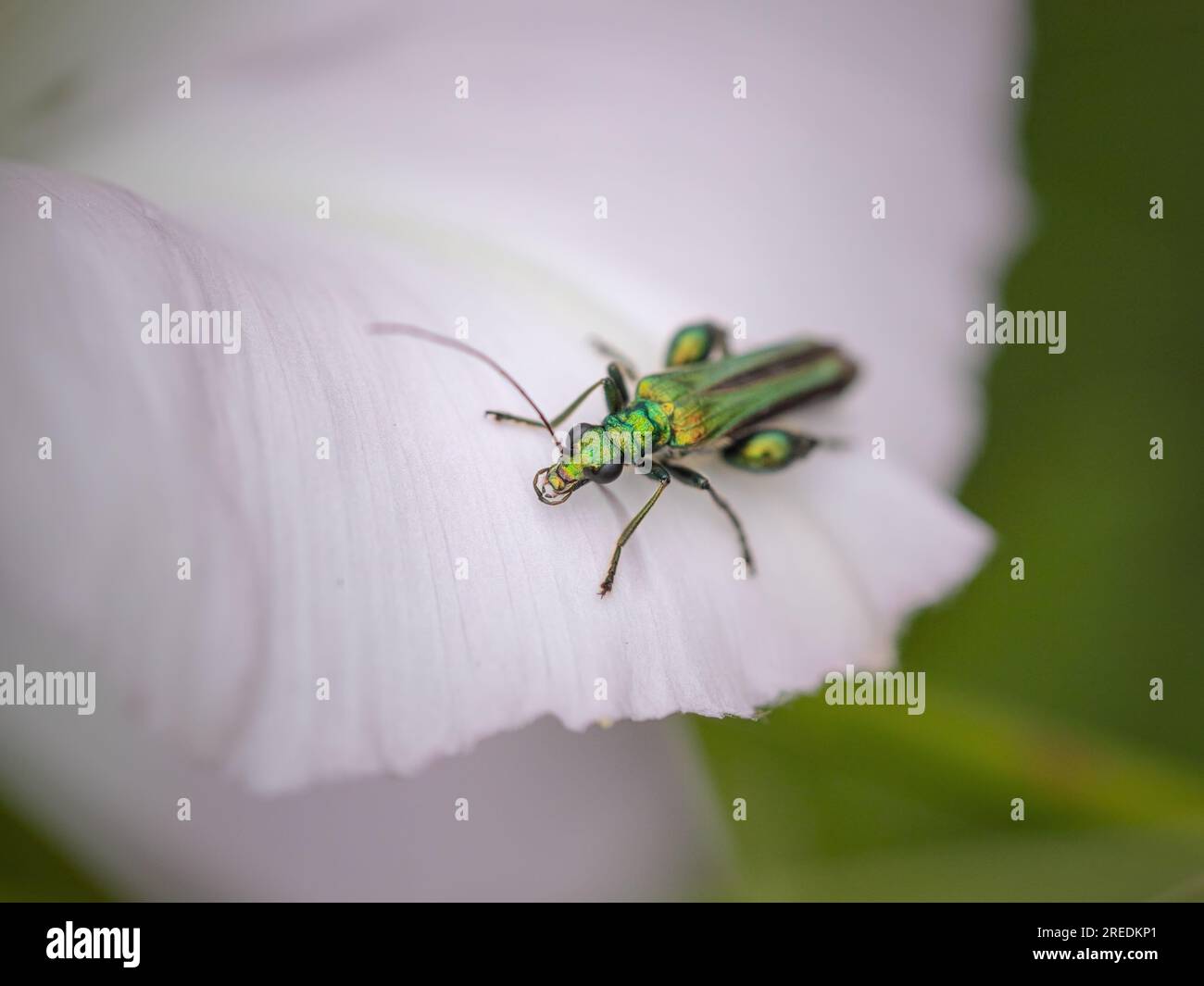 Metallic green bug hi-res stock photography and images - Alamy