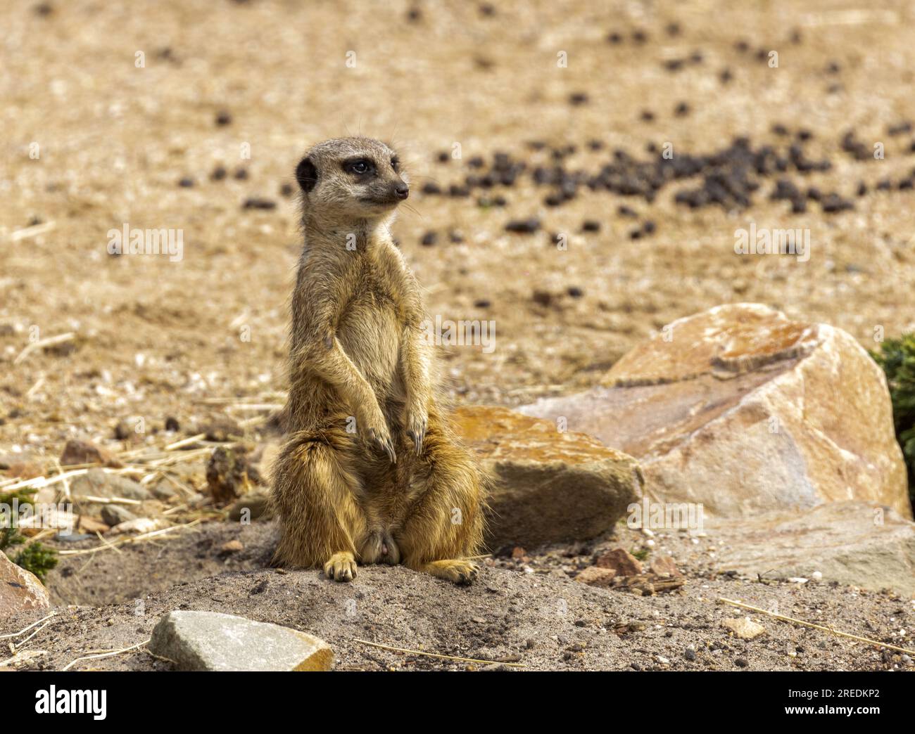 Cute little meerkat on lookout duty Stock Photo - Alamy