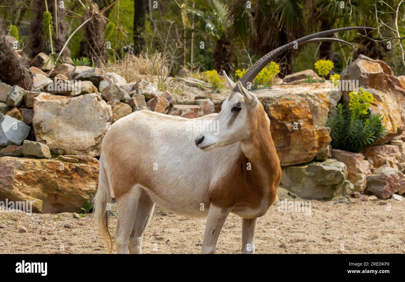 Extinct in wild hi-res stock photography and images - Alamy
