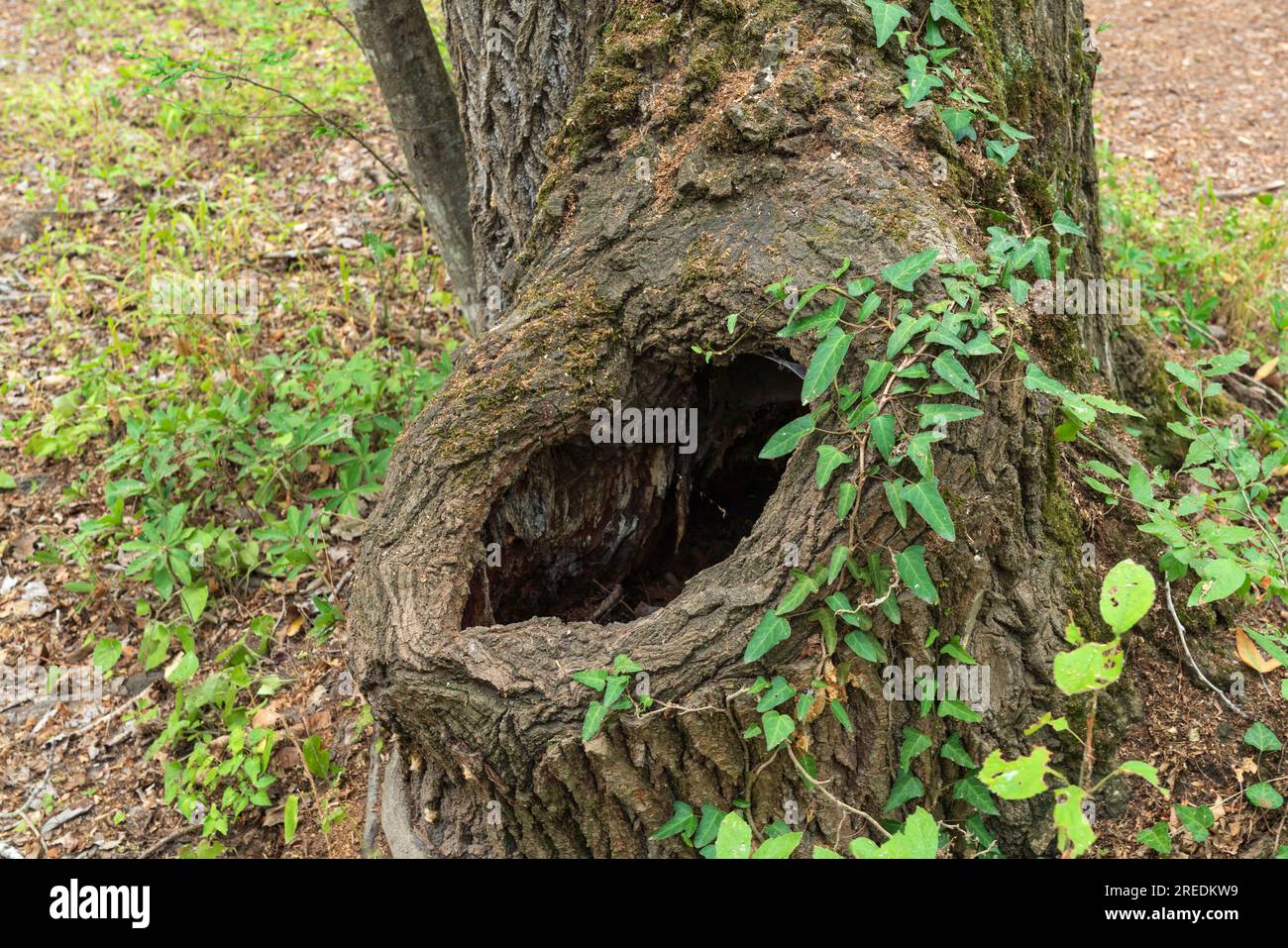 Hollow in the trunk of an old tree Stock Photo - Alamy