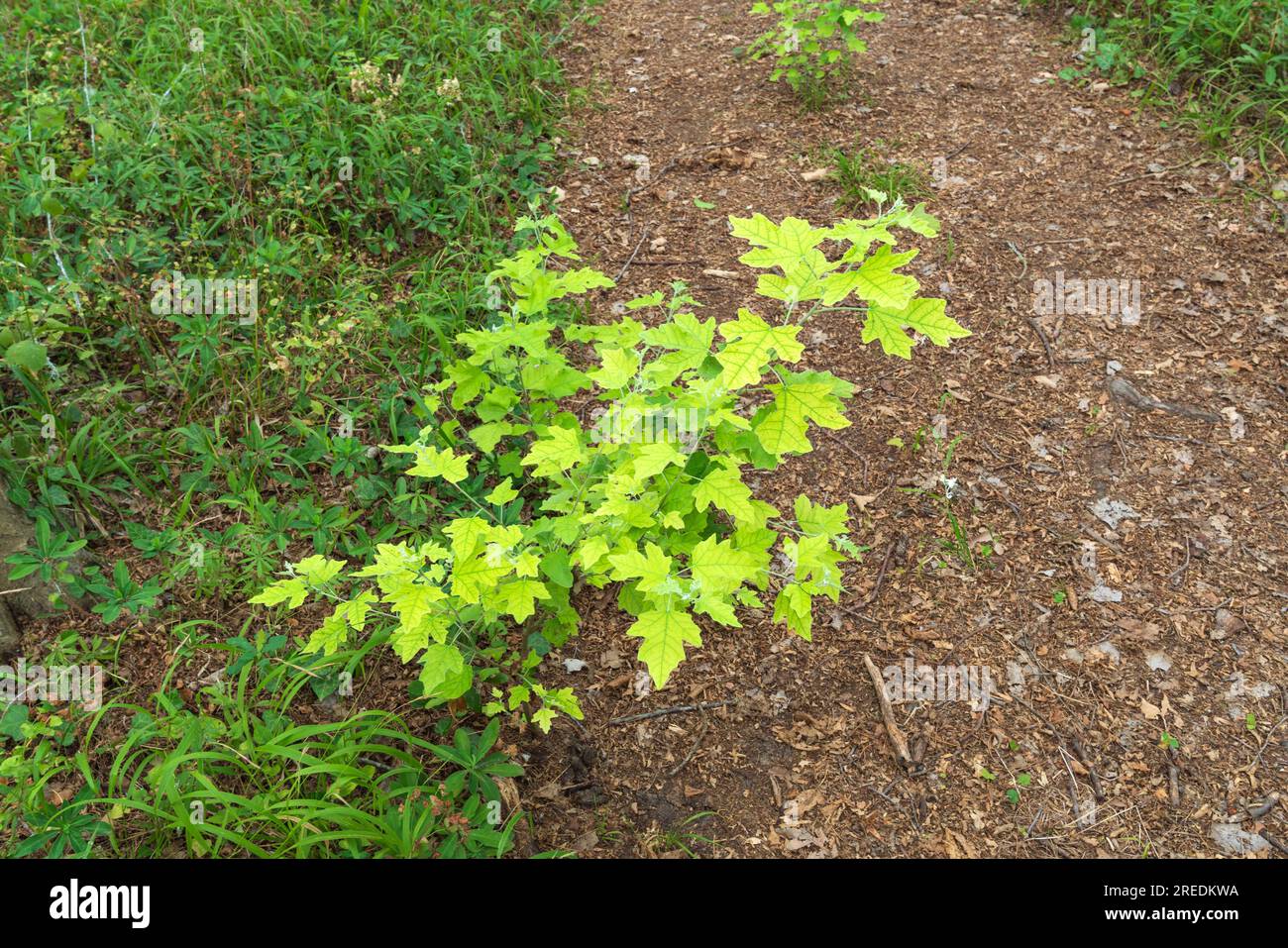 Young bright green tree in the forest Stock Photo - Alamy