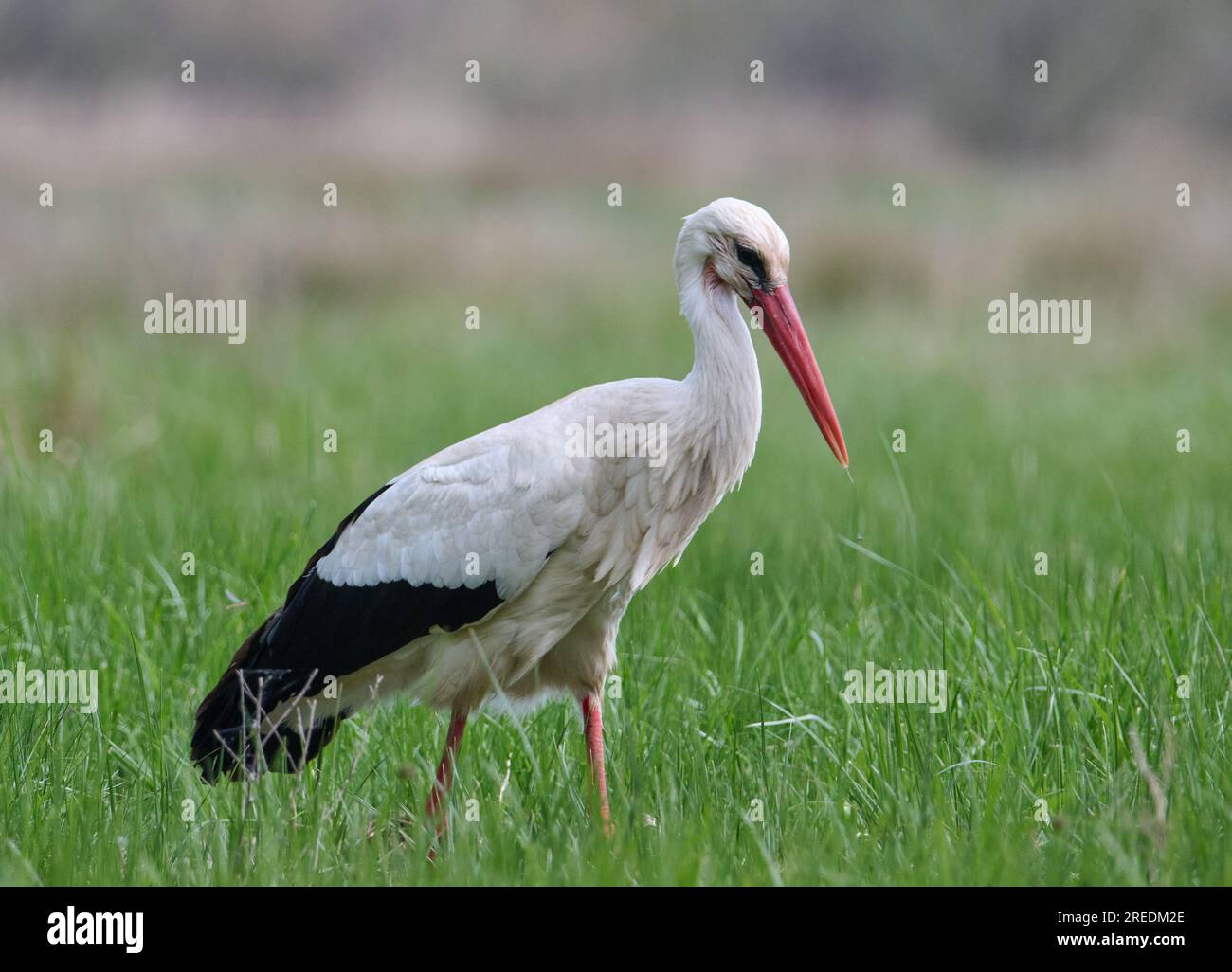 White stork looking at the ground looking for food Stock Photo - Alamy