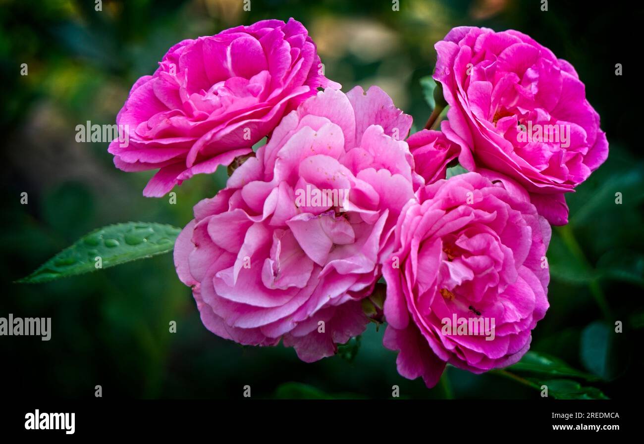 garden roses Calgary Zoo Alberta Stock Photo - Alamy