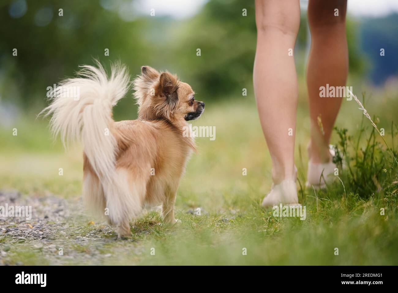 Woman on with dog in public park. Selective focus on happy chihuahua ...