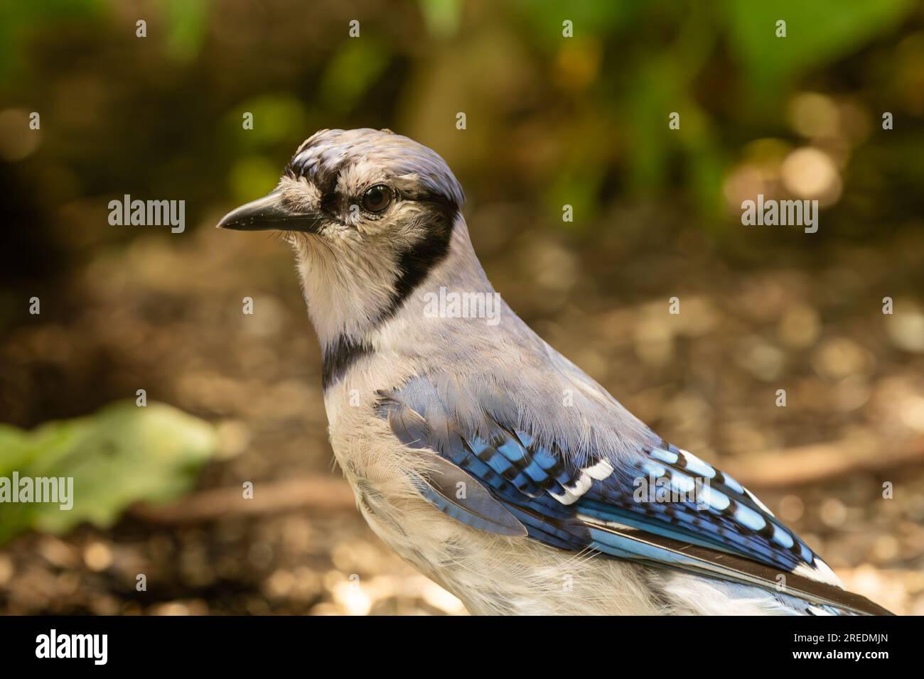 A blue jay (Cyanocitta cristata) forages on a trail through the Cherry ...