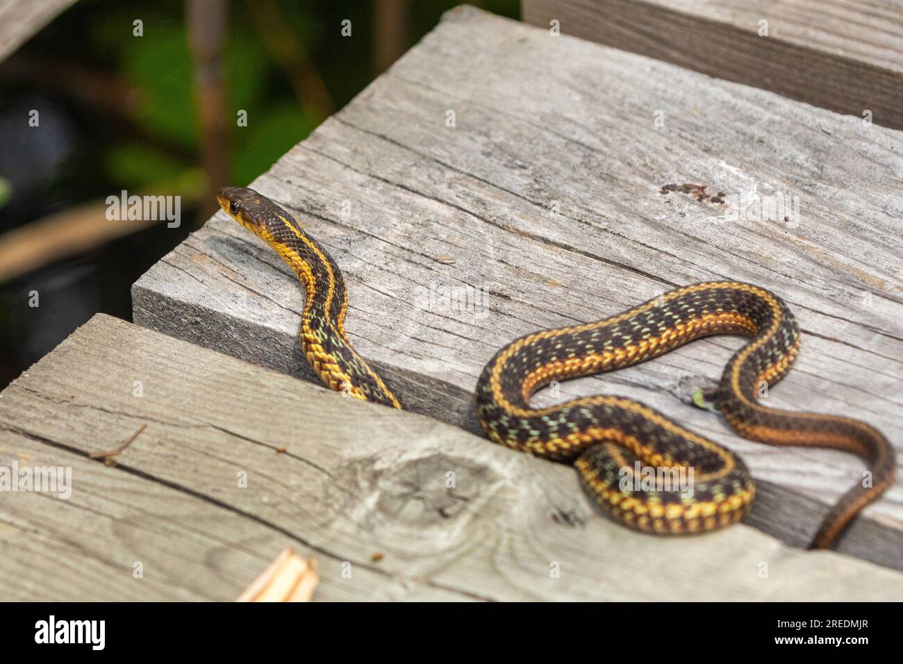 An eastern garter snake suns itself on a boardwalk trail through the ...